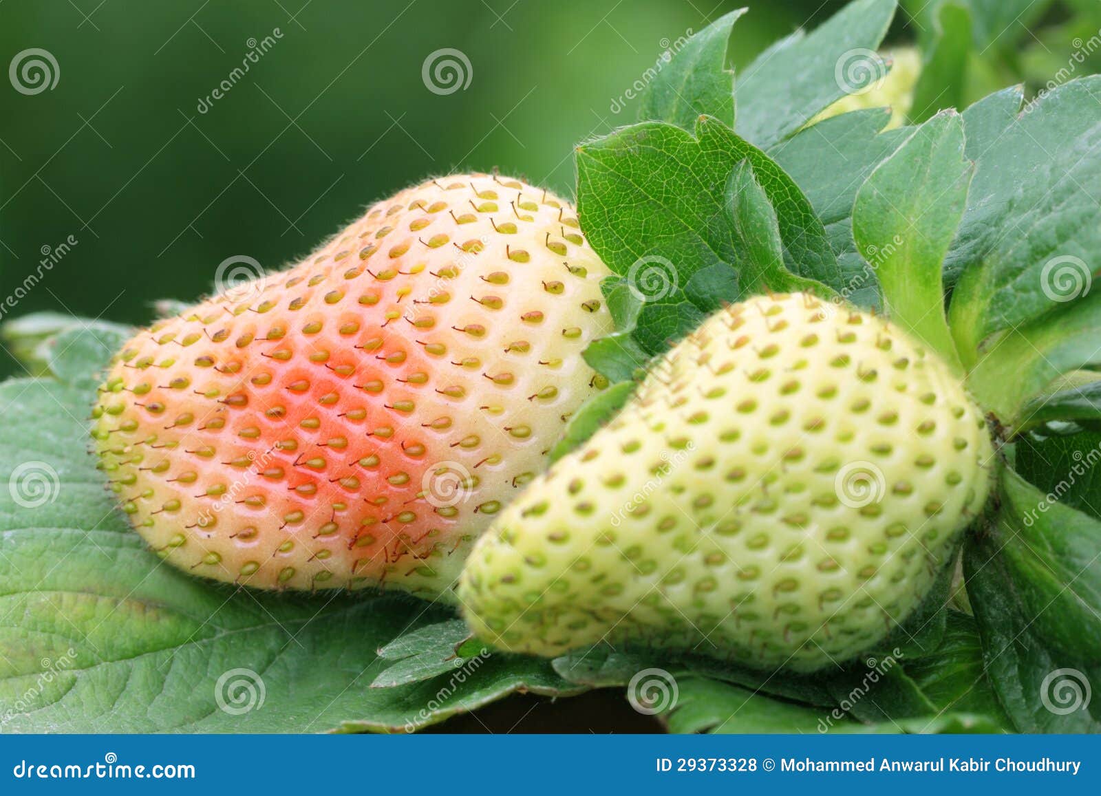 Fresh Green Strawberry stock photo. Image of freshness - 29373328