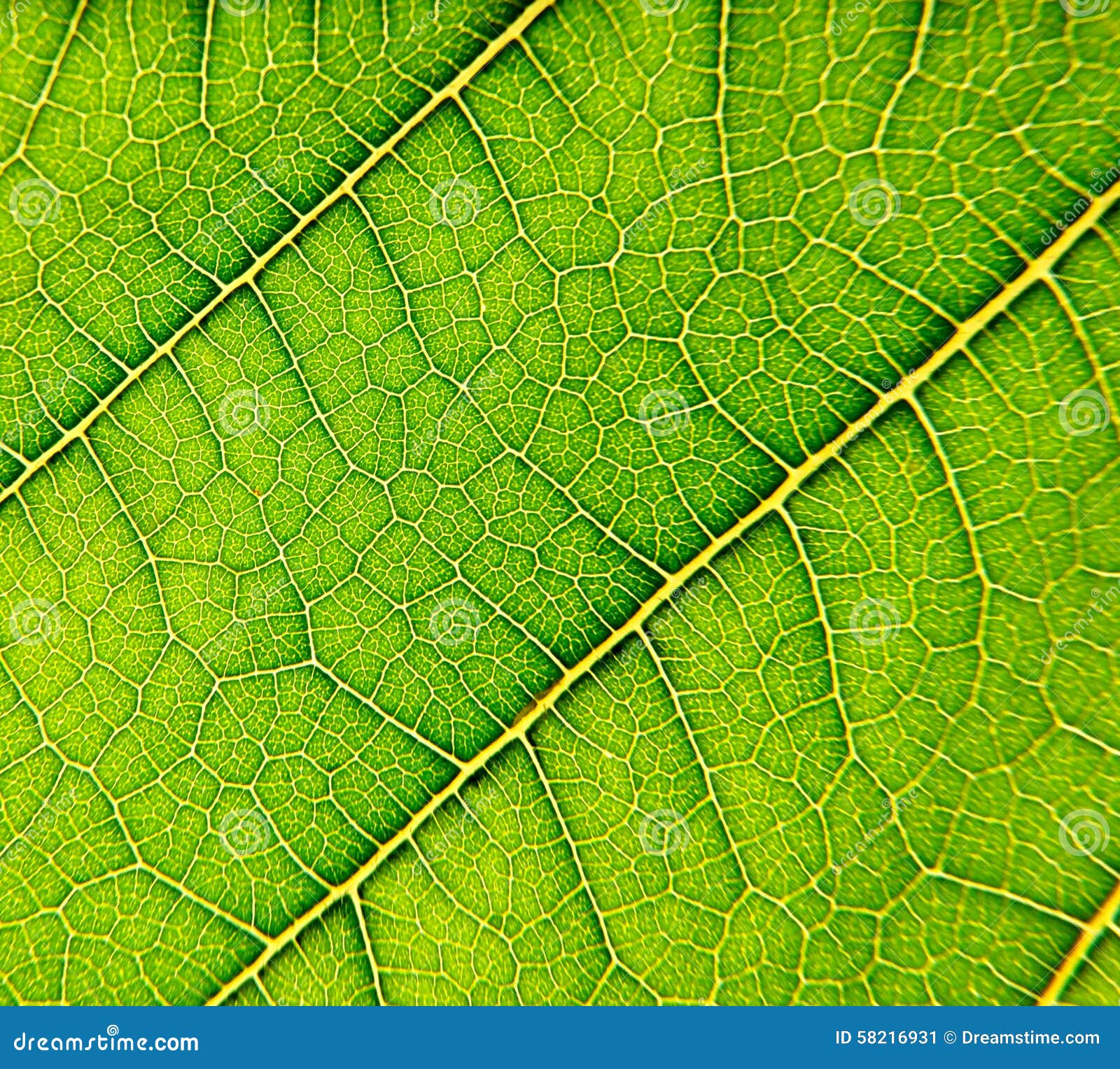 Fresh green stock image. Image of leaf, geometry, fresh - 58216931