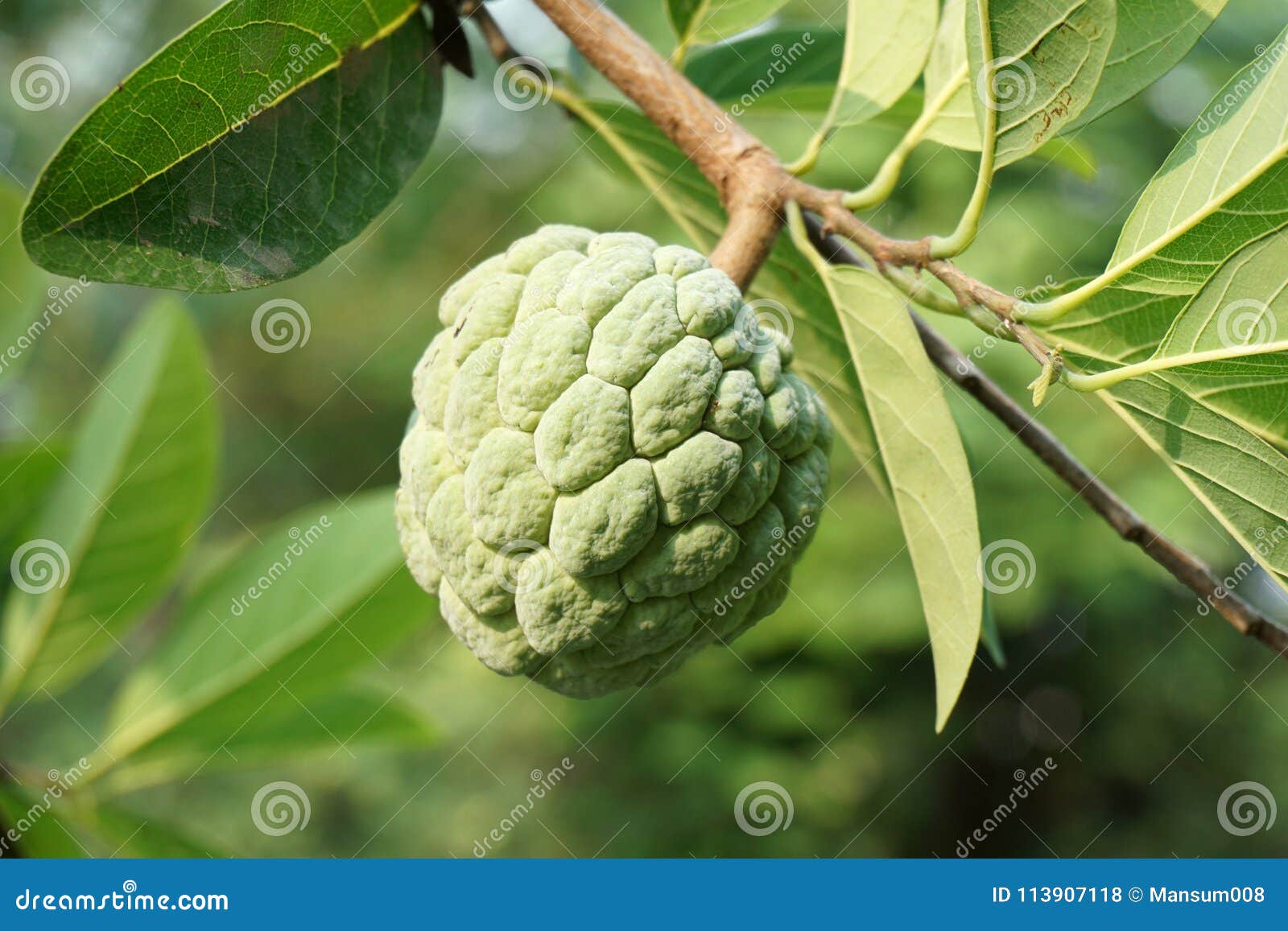 Fresh Green Sugar Apple Fruit in Nature Garden Stock Photo - Image of ... Fresh Green Sugar Apple Fruit in Nature Garden Stock Photo - Image of ...