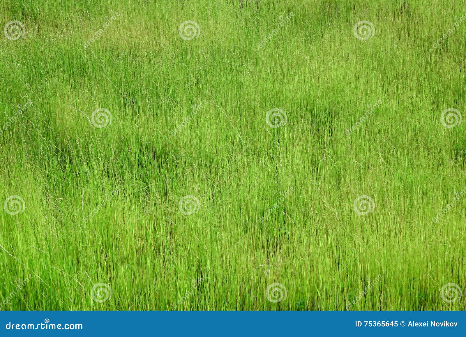 Fresh Green Tall Grass on the Alpine Meadow. Summer Background Stock ...