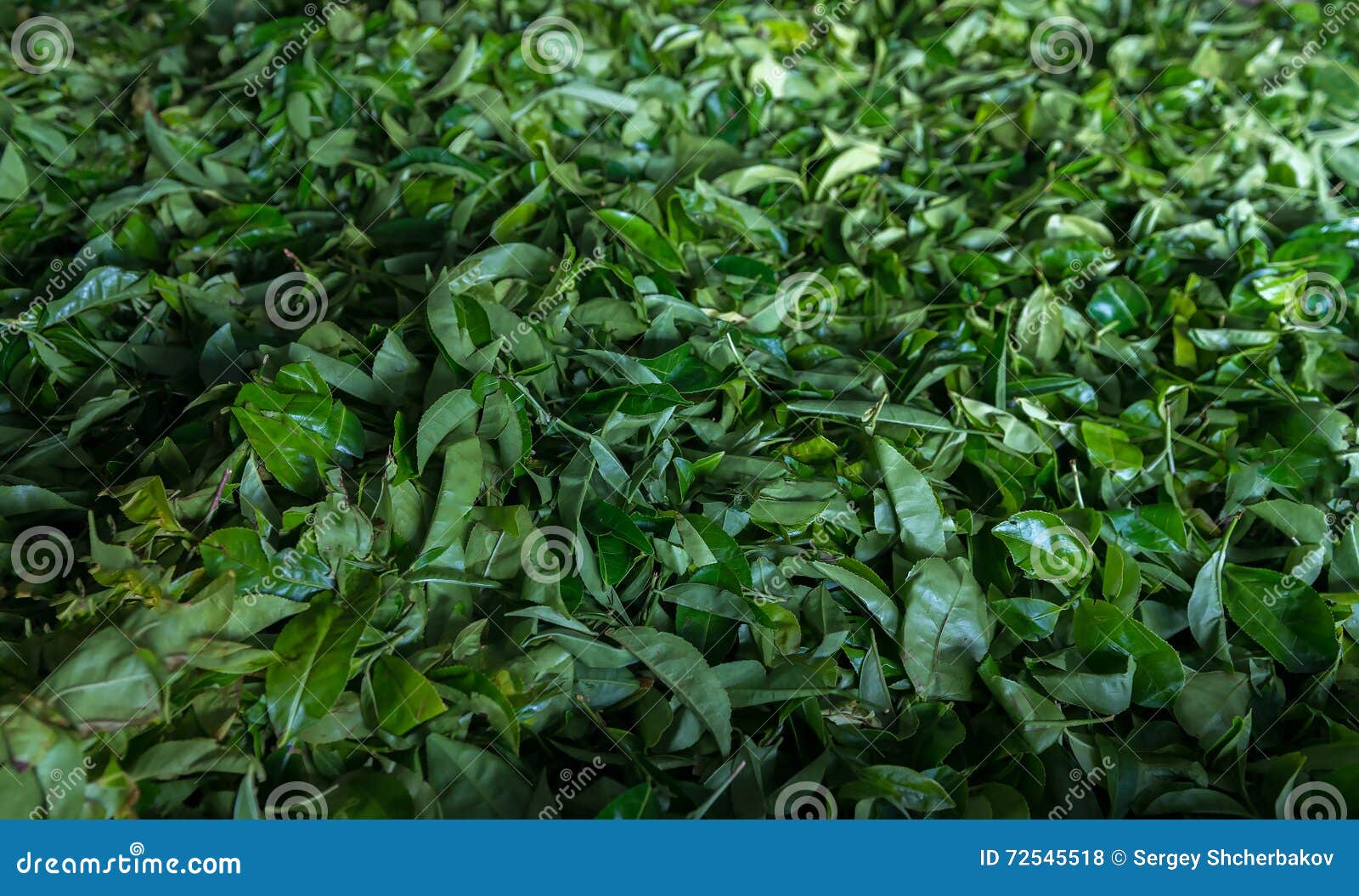 Fresh green tea stock photo. Image of danger, export - 72545518