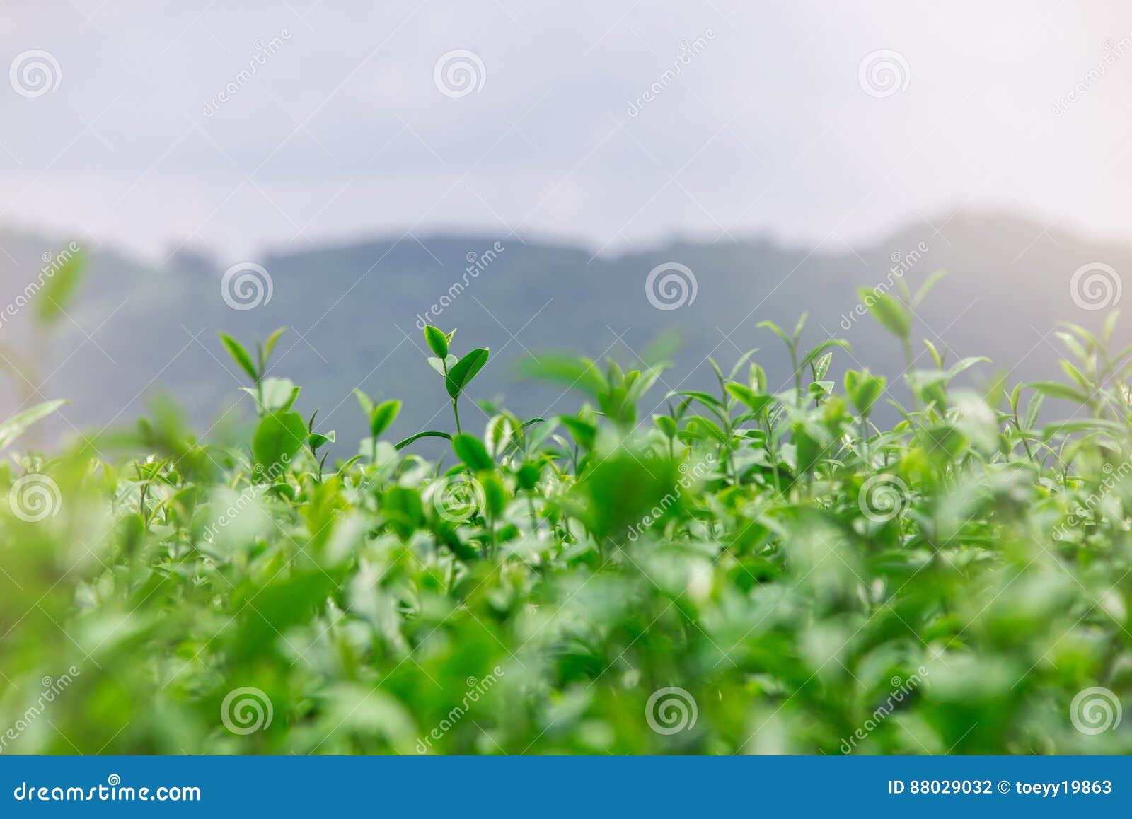 Fresh green tea stock photo. Image of farm, highland - 88029032