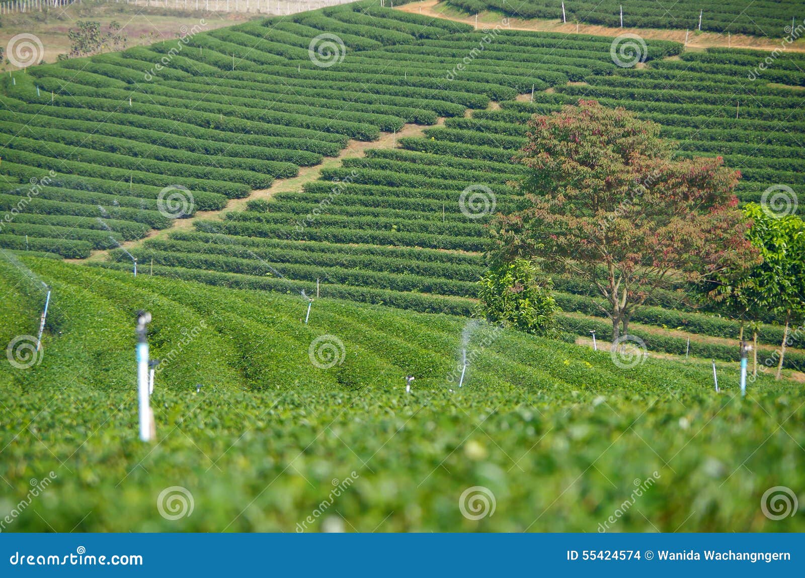 Fresh green tea fields stock photo. Image of japan, shizuoka - 55424574