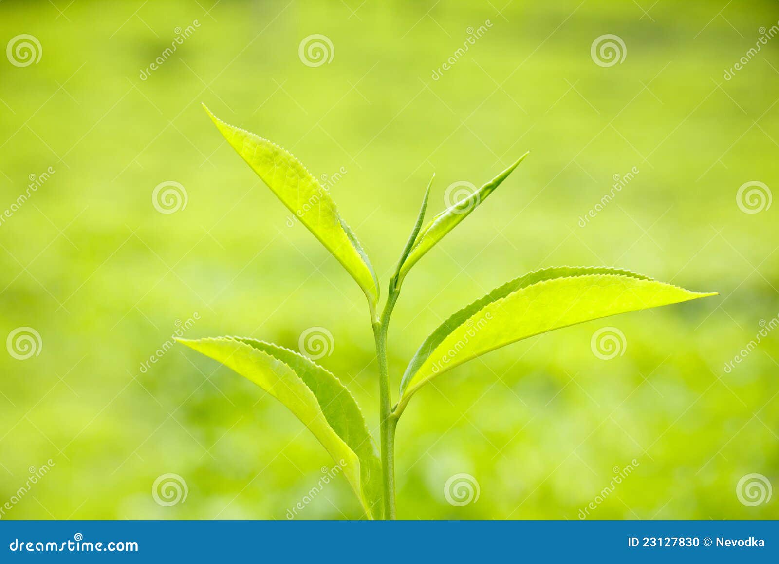 Fresh green tea leaf stock photo. Image of crop, high - 23127830