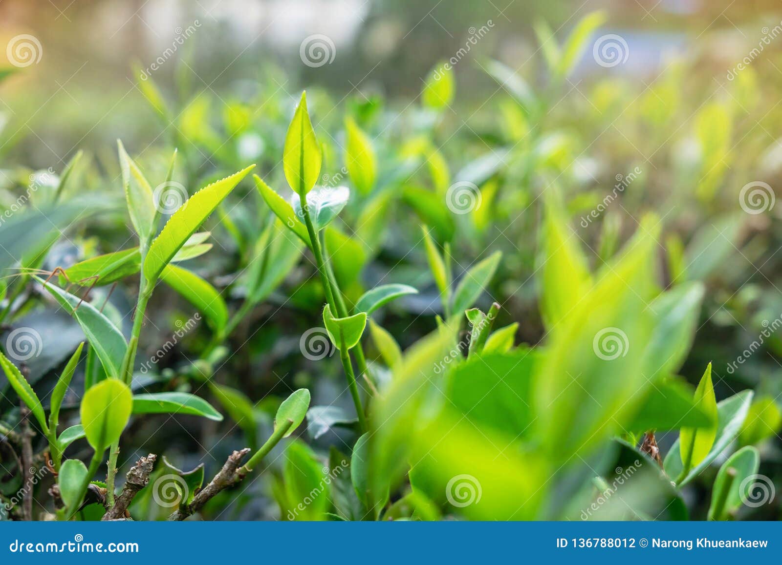 Fresh green tea leaves stock photo. Image of freshness - 136788012