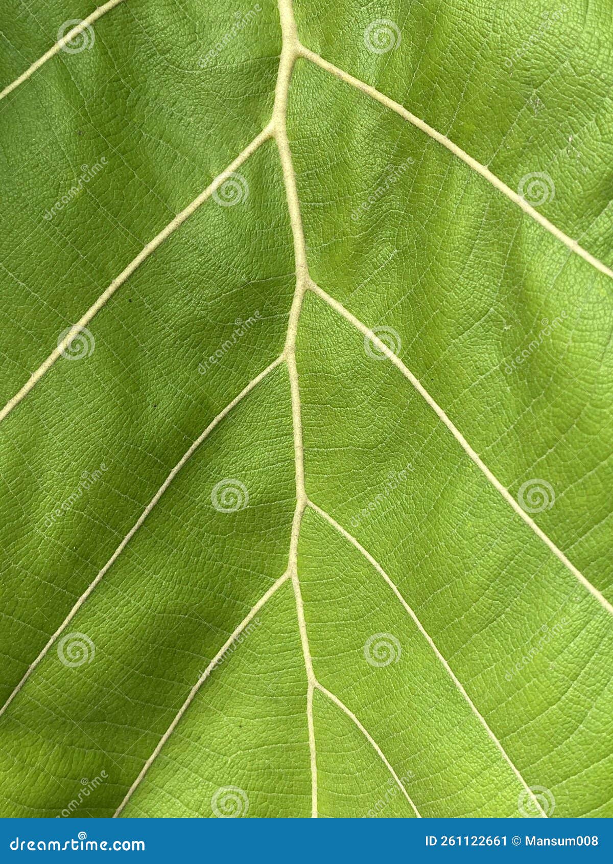 Green Teak Leaf Texture, Background Stock Image - Image of tropical ...
