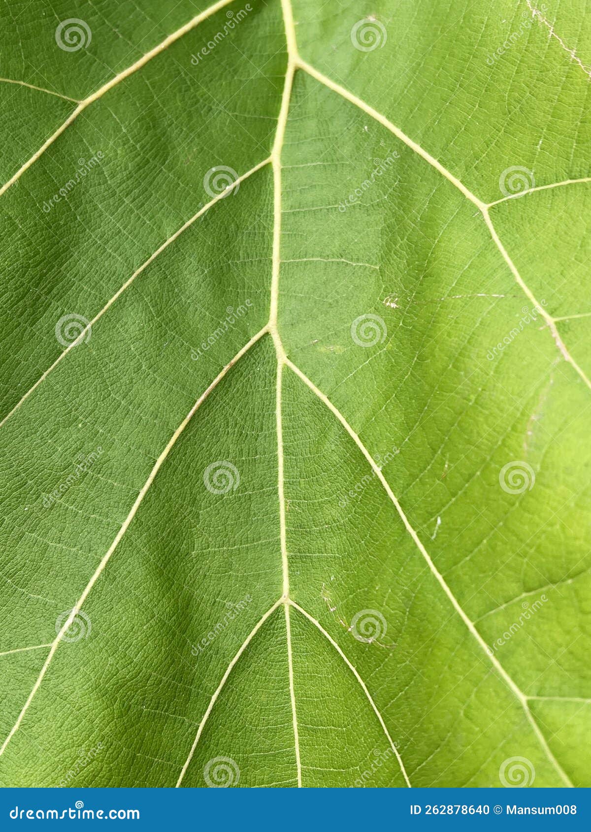 Green Teak Leaf Texture Background. Stock Photo - Image of grow ...