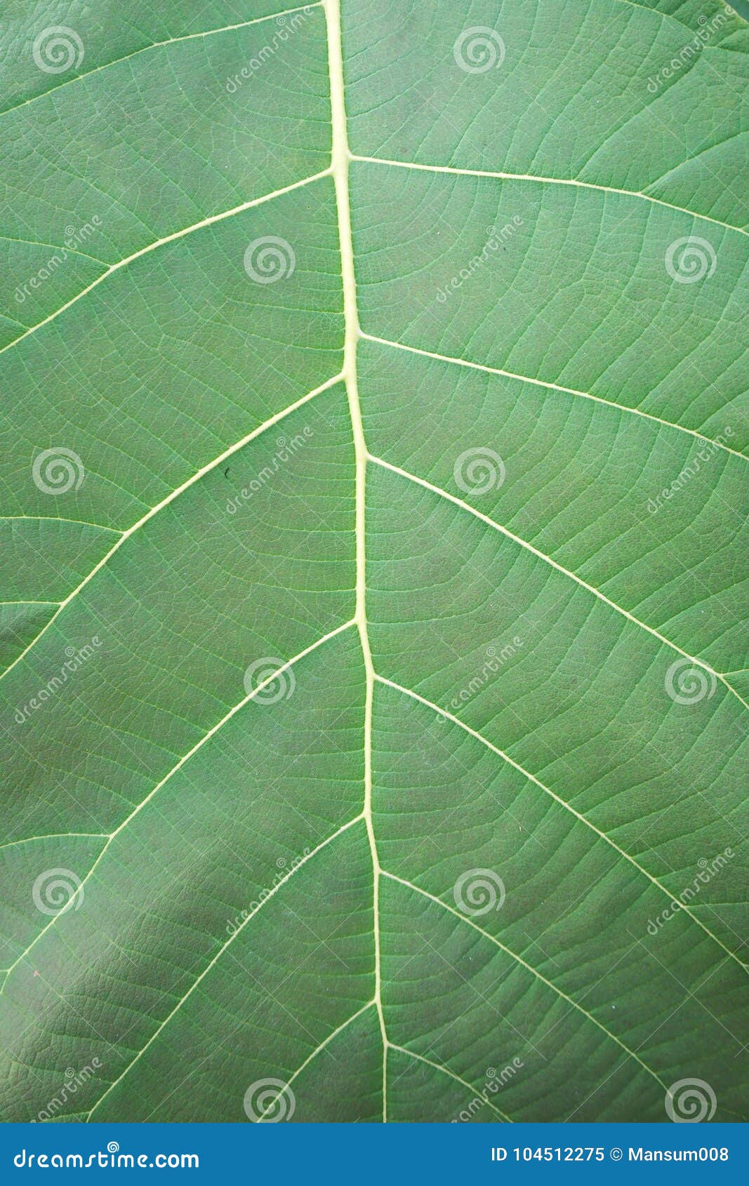 Fresh Green Teak Leaf Texture Stock Image - Image of fresh, abstract ...