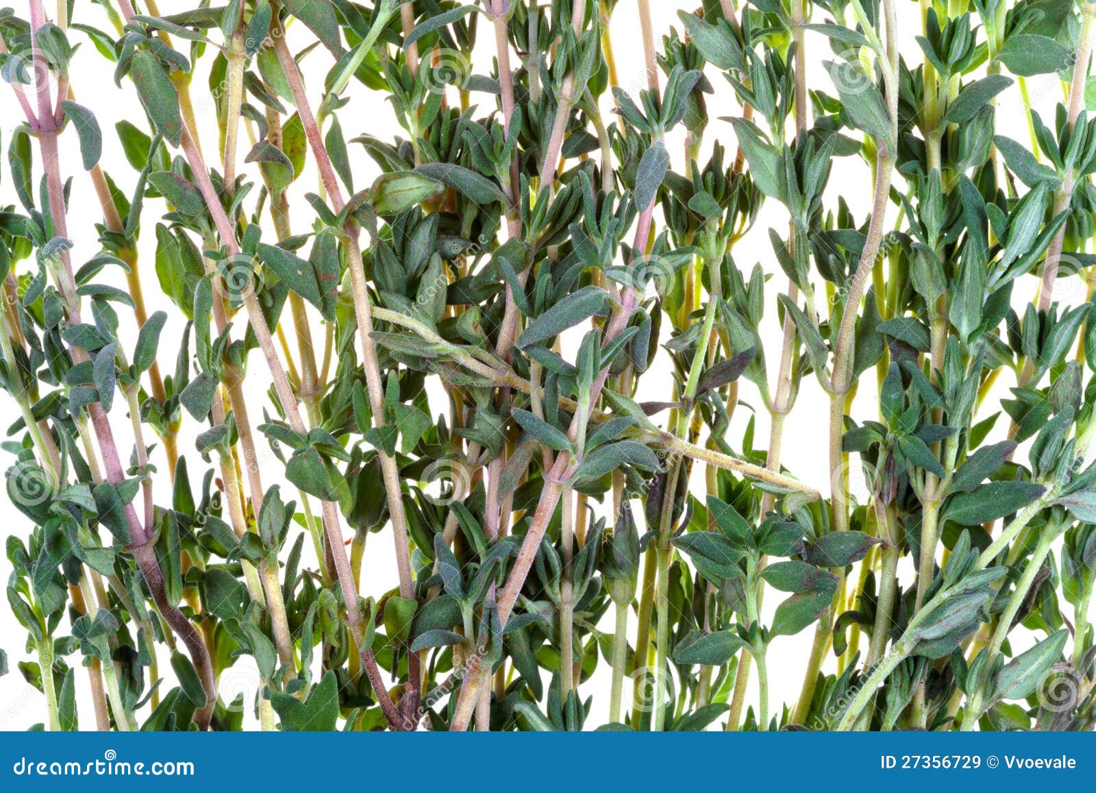 Fresh green thyme herb stock image. Image of thyme, perennial - 27356729