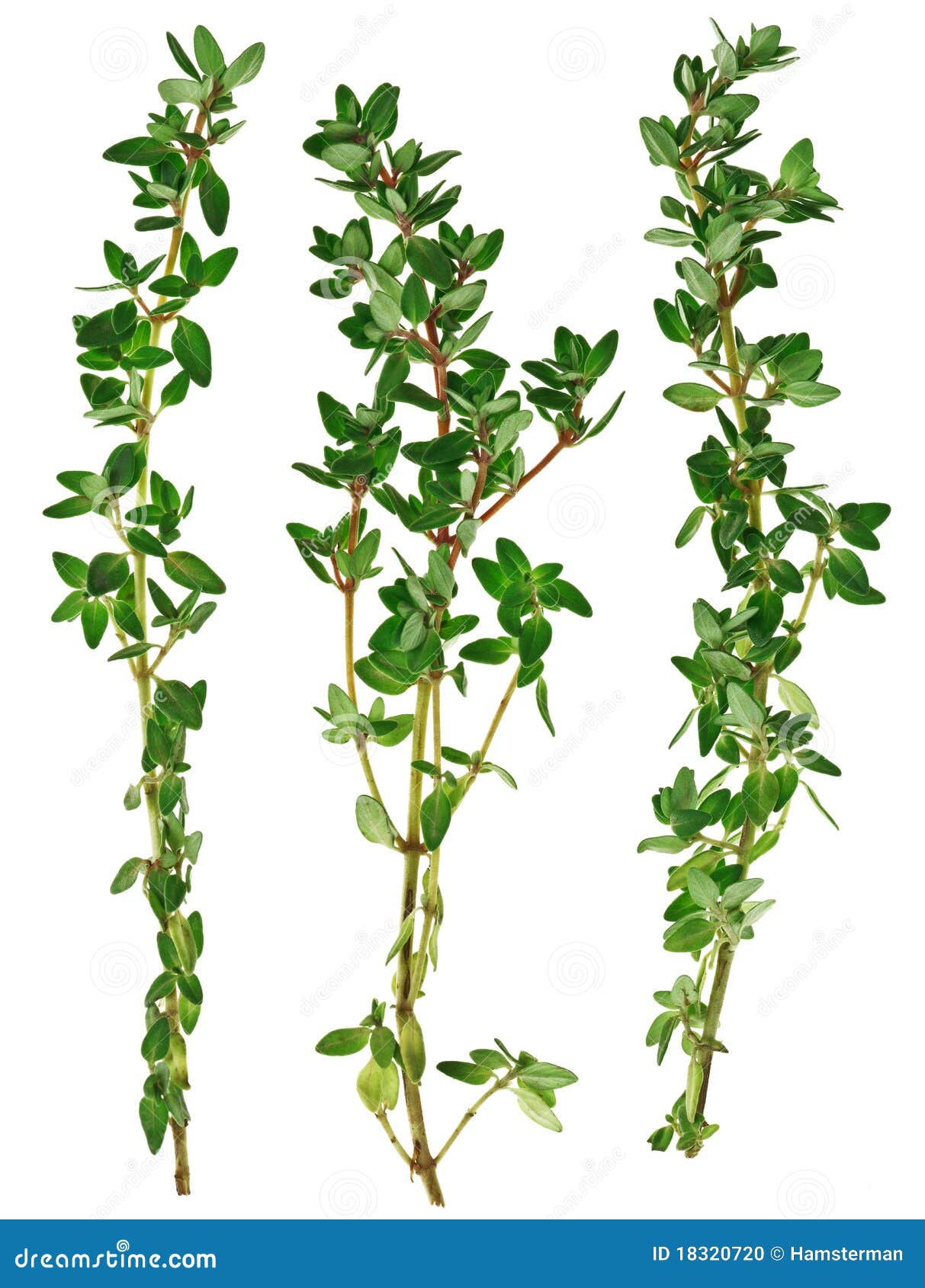 Fresh Green Thyme Twigs, Isolated Stock Photo - Image of salad, bouquet ...