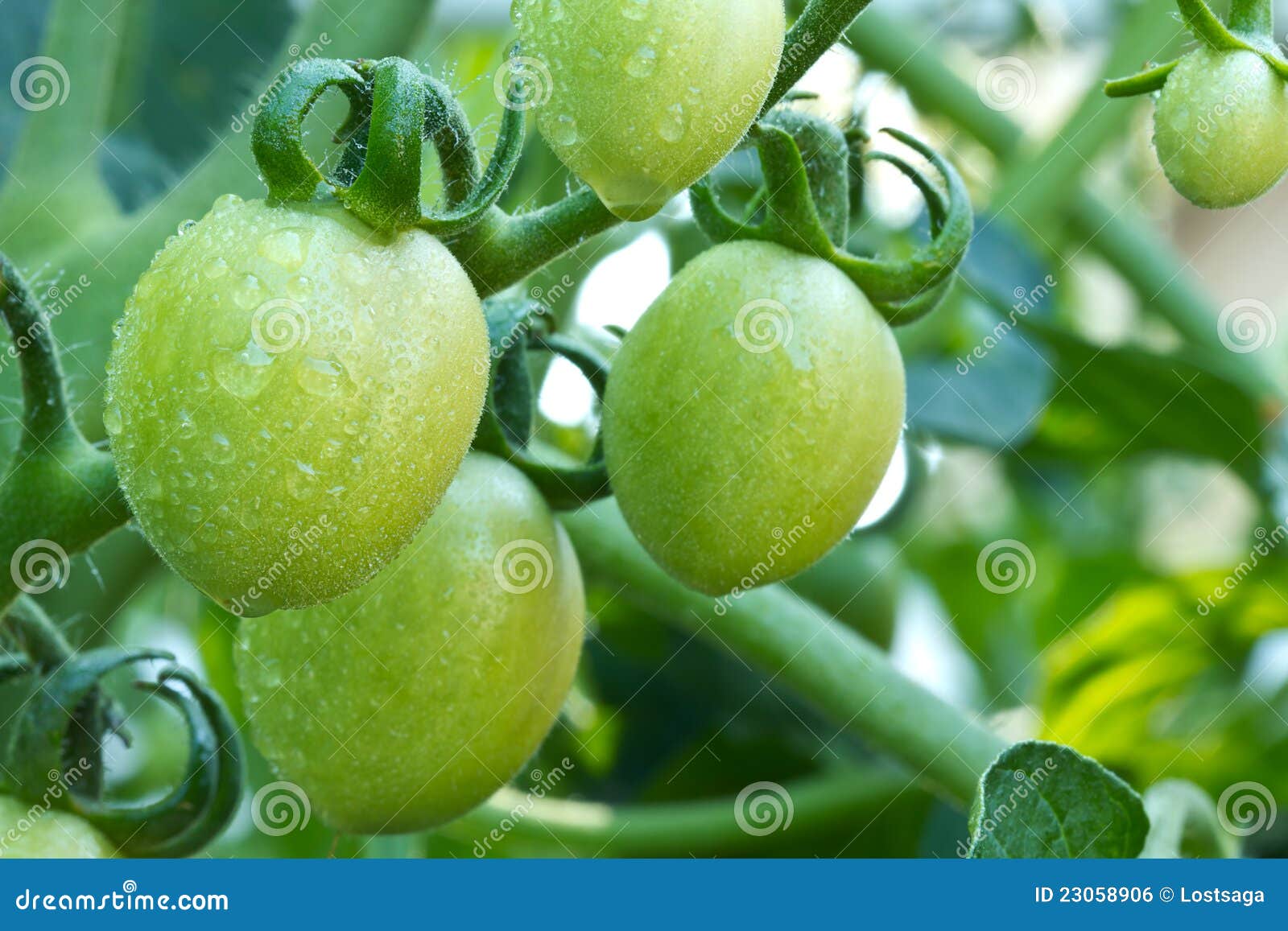 Fresh green tomato on tree stock photo. Image of food - 23058906