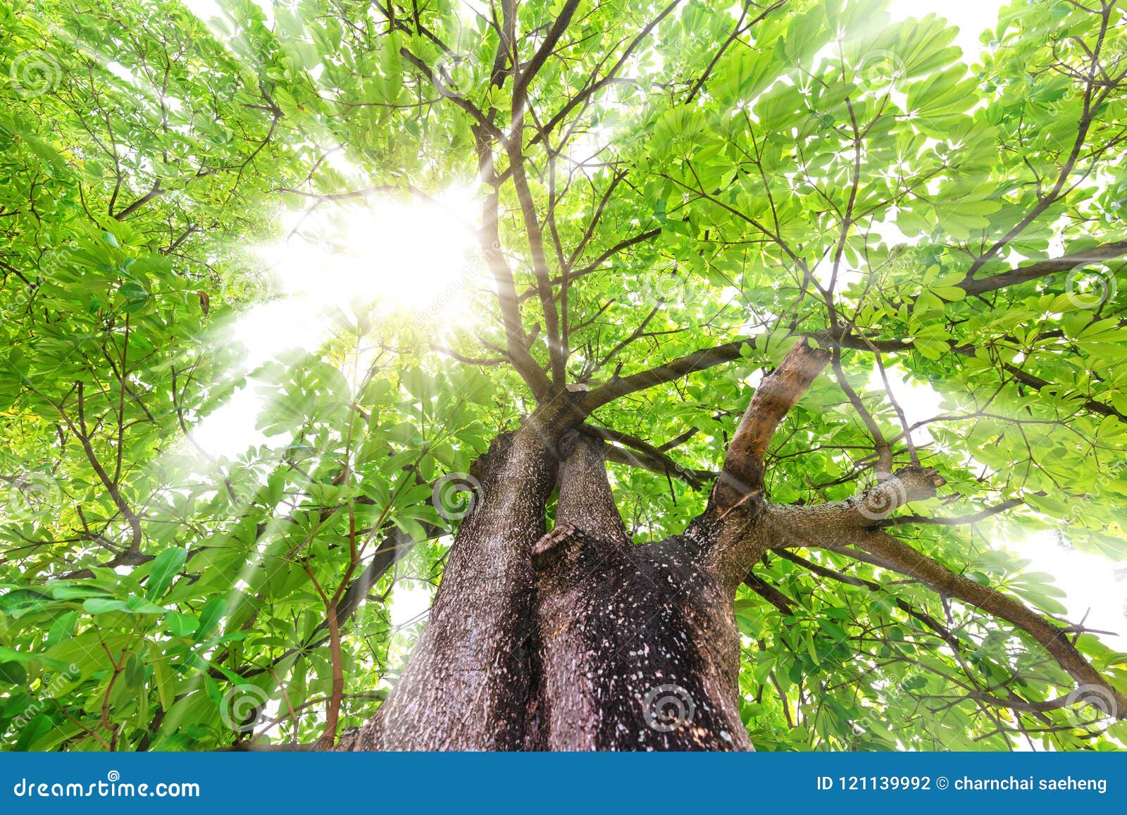 Fresh Green Tree and Big Trunk. Stock Photo - Image of design, nature ...