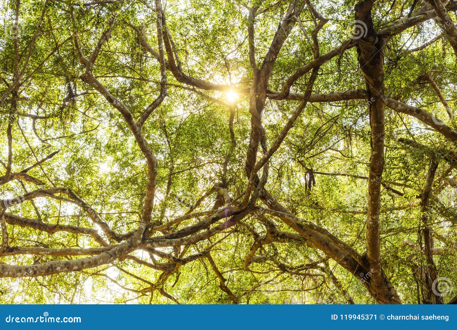 Fresh Green Tree and Big Trunk. Stock Image - Image of growth, bright ...