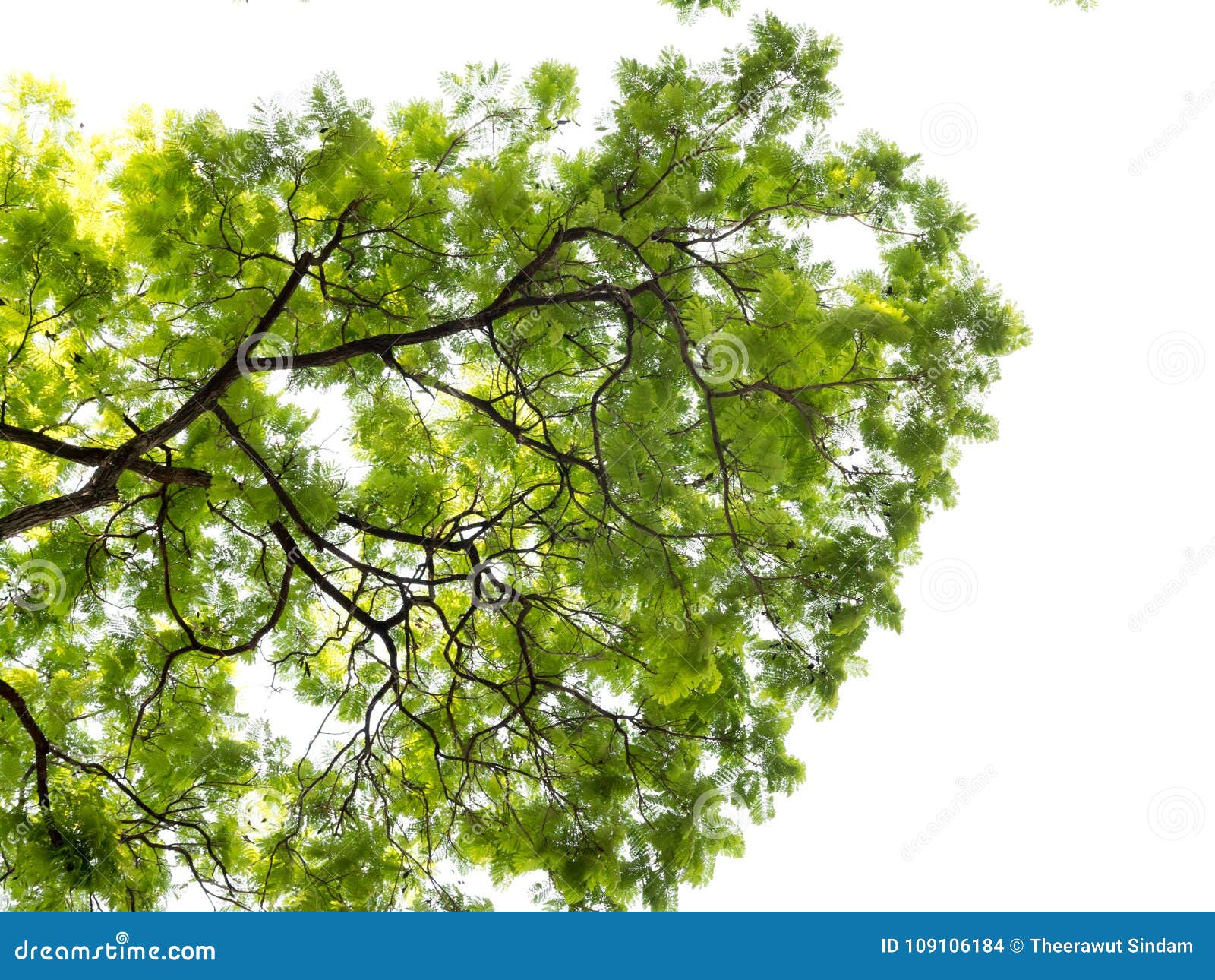 Fresh Green Tree Leaf from Bottom View Stock Photo - Image of color ...