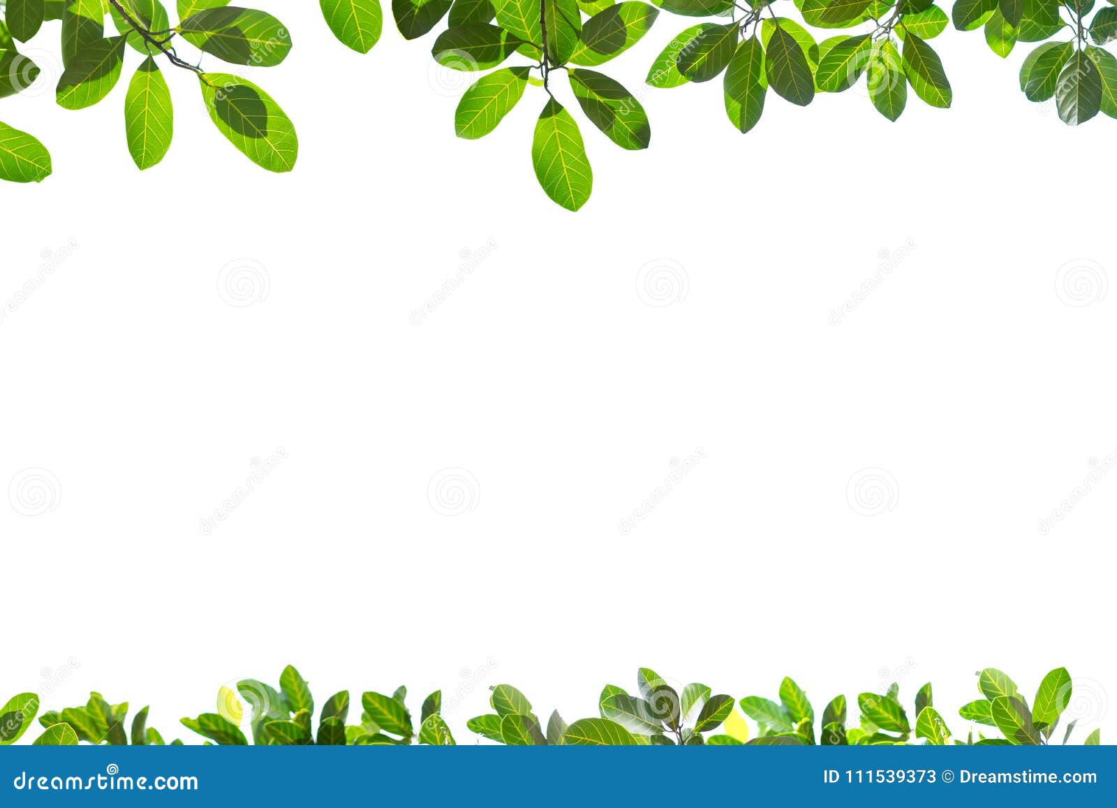 Fresh Green Tree Leaves, Frame on White Background Stock Image - Image ...