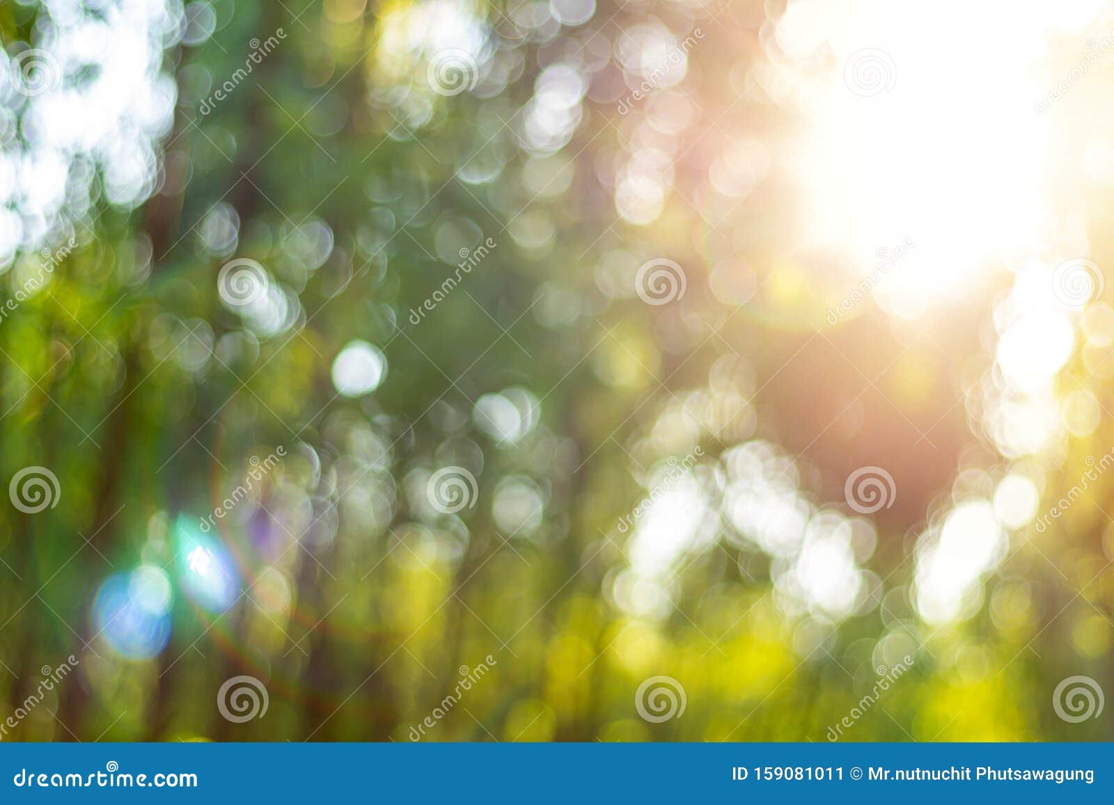 Fresh Green Tree Light Blury Bokeh Texture.select Focus. Stock Image ...