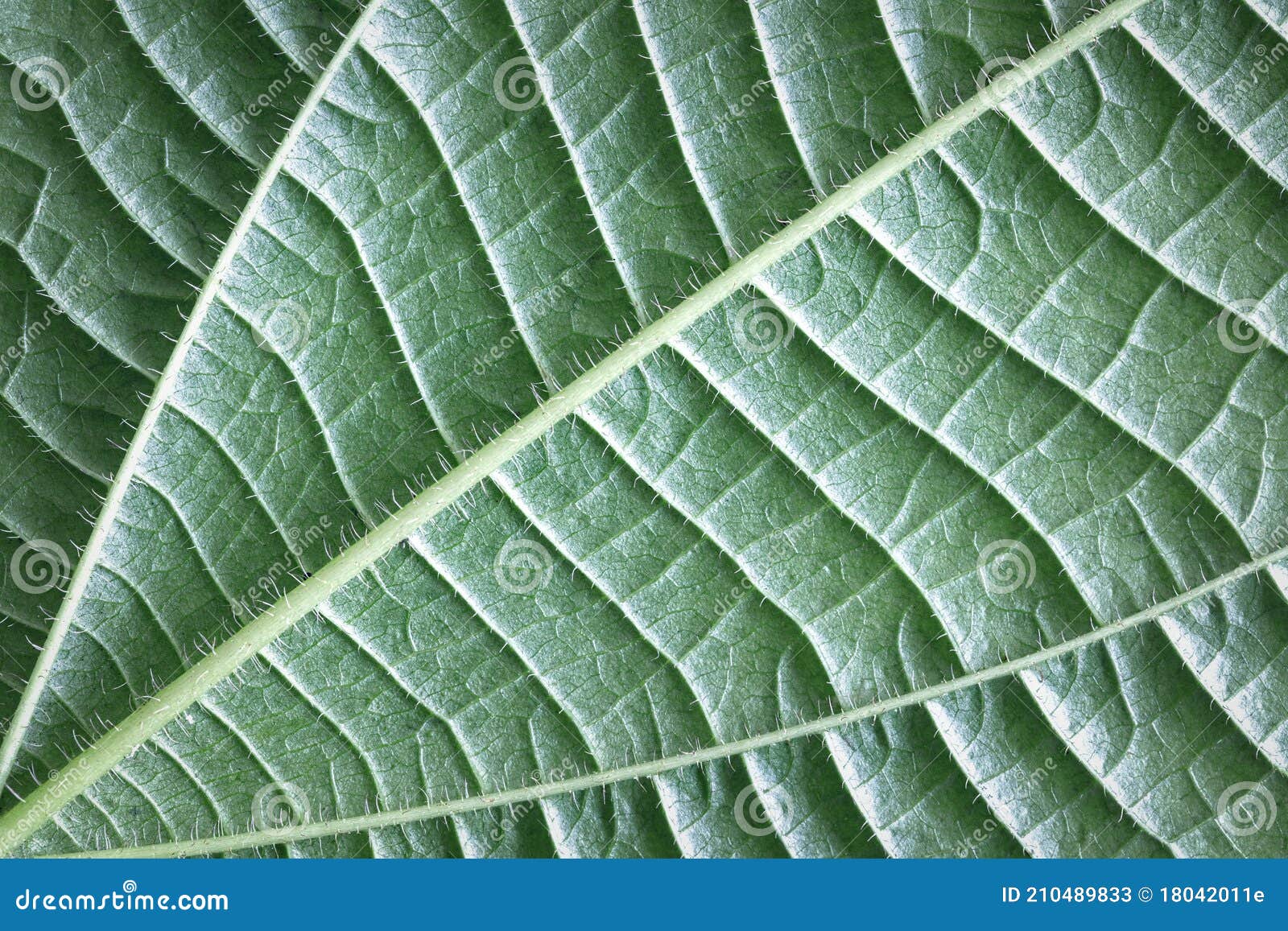 Fresh Green Tropical Leave Background, Close Up, Macro Stock Image ...