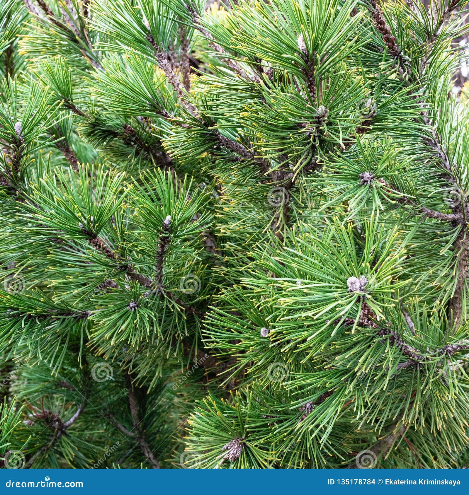 Fresh Green Twigs of Pine Tree Stock Photo - Image of branch, green ...