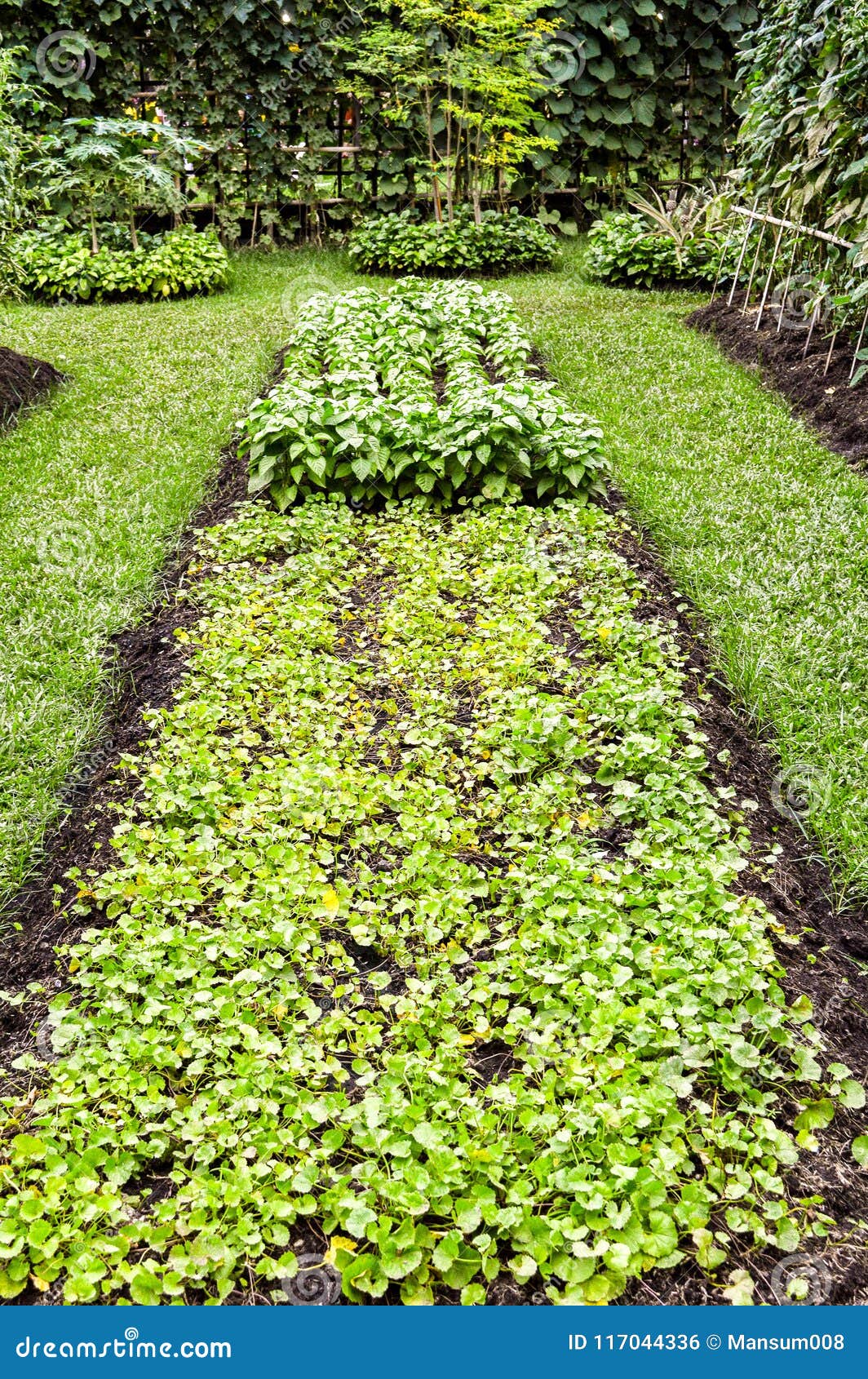 Vegetable plot in garden stock photo. Image of herb - 117044336