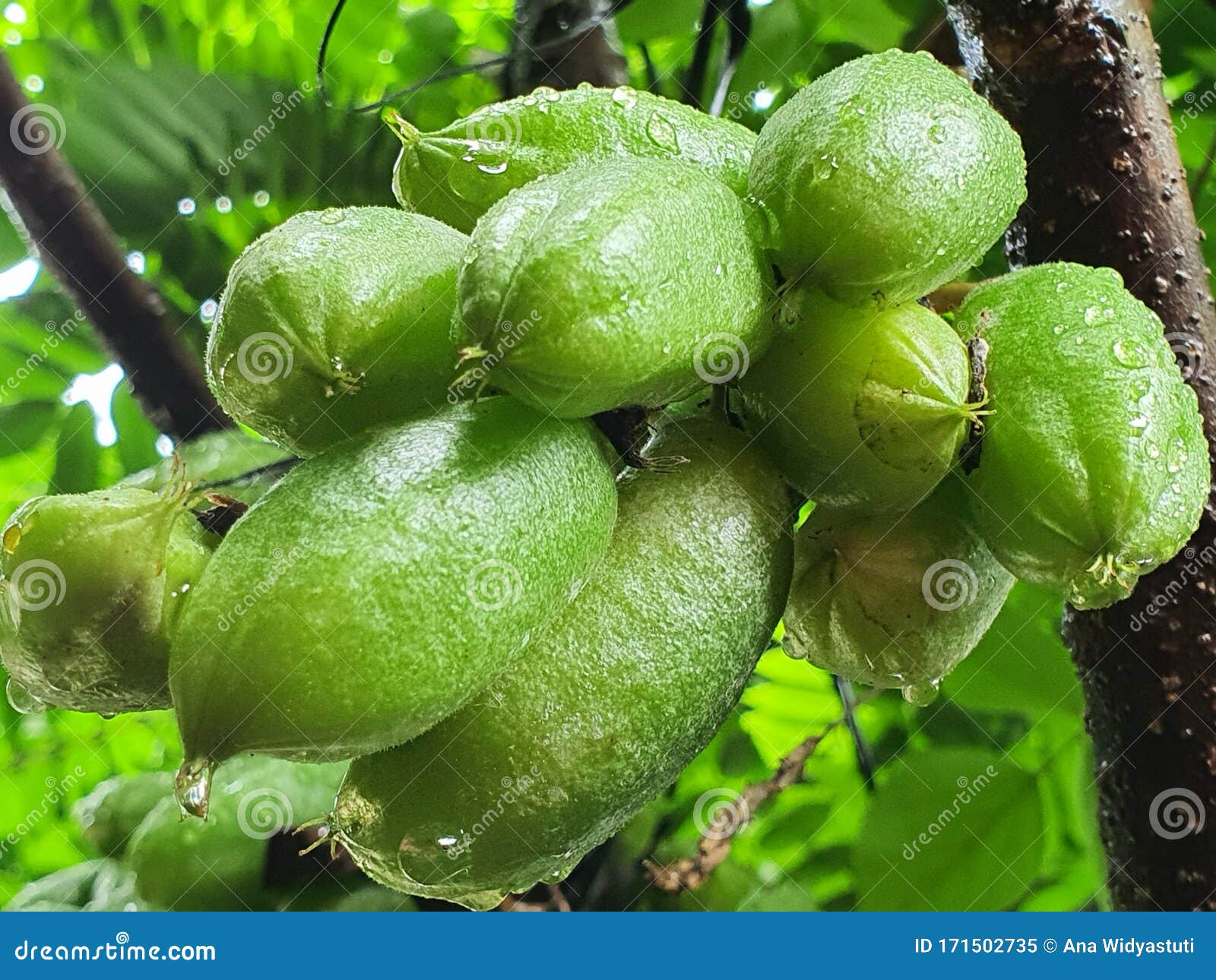 Fresh Green Vegetable Star Fruits Stock Image - Image of vegetable ...