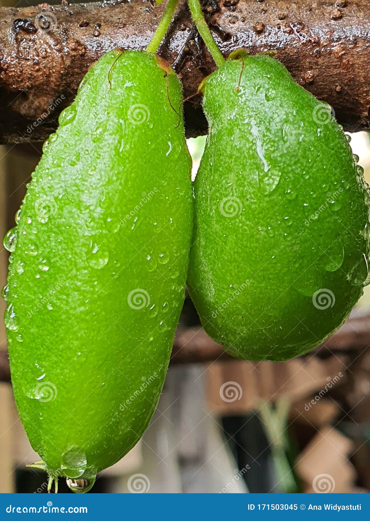Fresh Green Vegetable Star Fruits Stock Image - Image of star, green ...