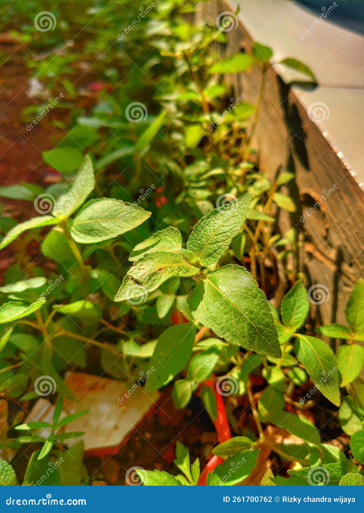 Fresh green vegetation stock photo. Image of herb, vegetation - 261700762