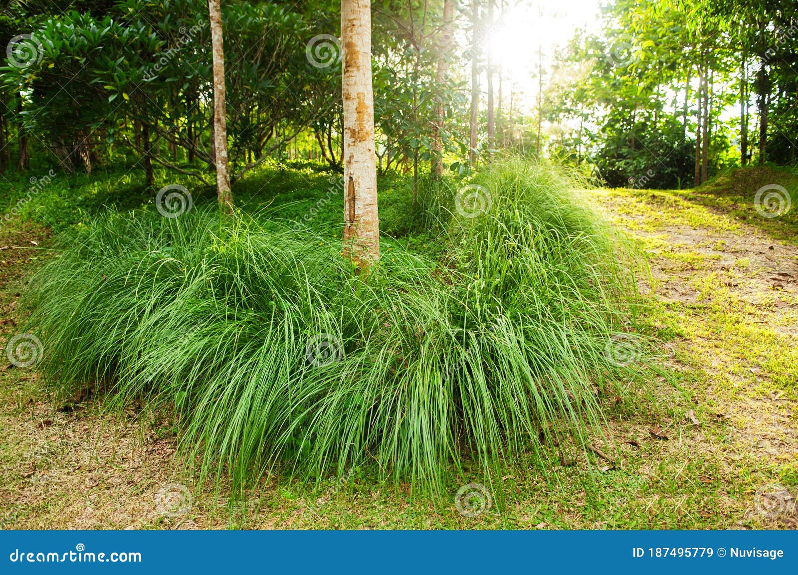 Vetiver Grass Texture Stock Images By Megapixl