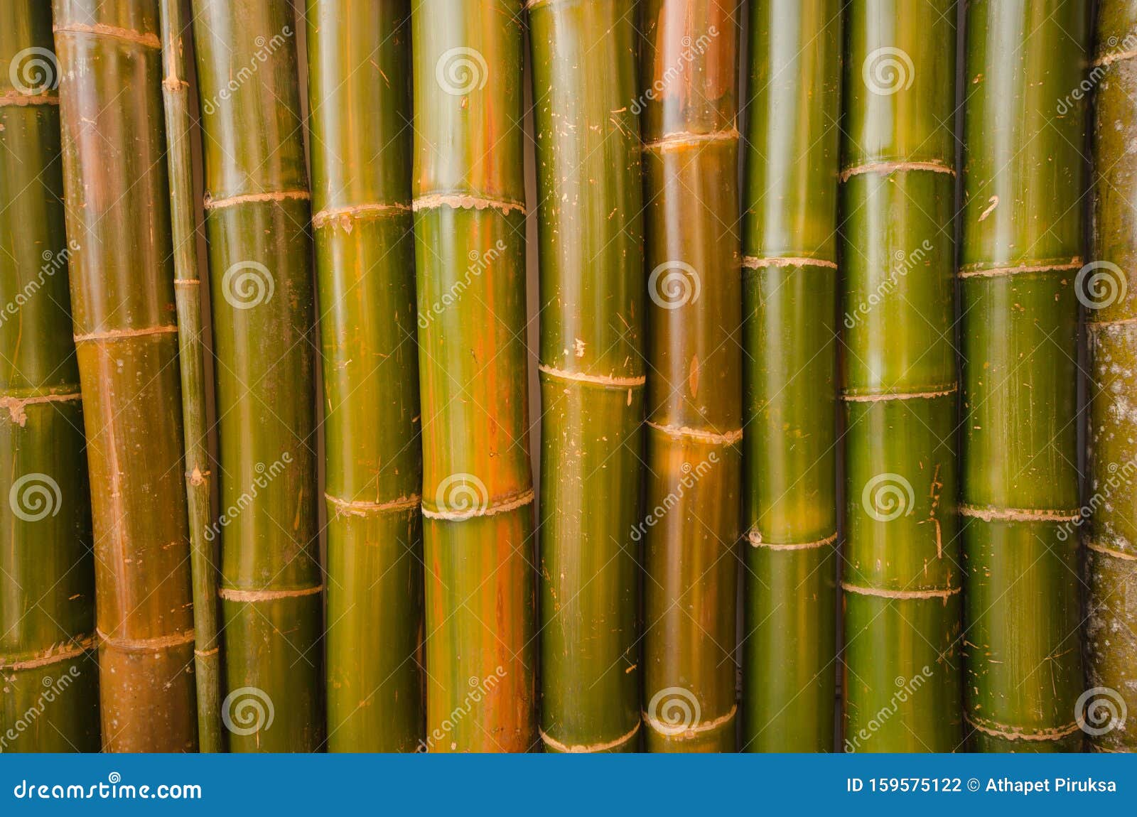 Fresh Green Wall and Spots of Bamboo Trunks Stock Photo - Image of ...