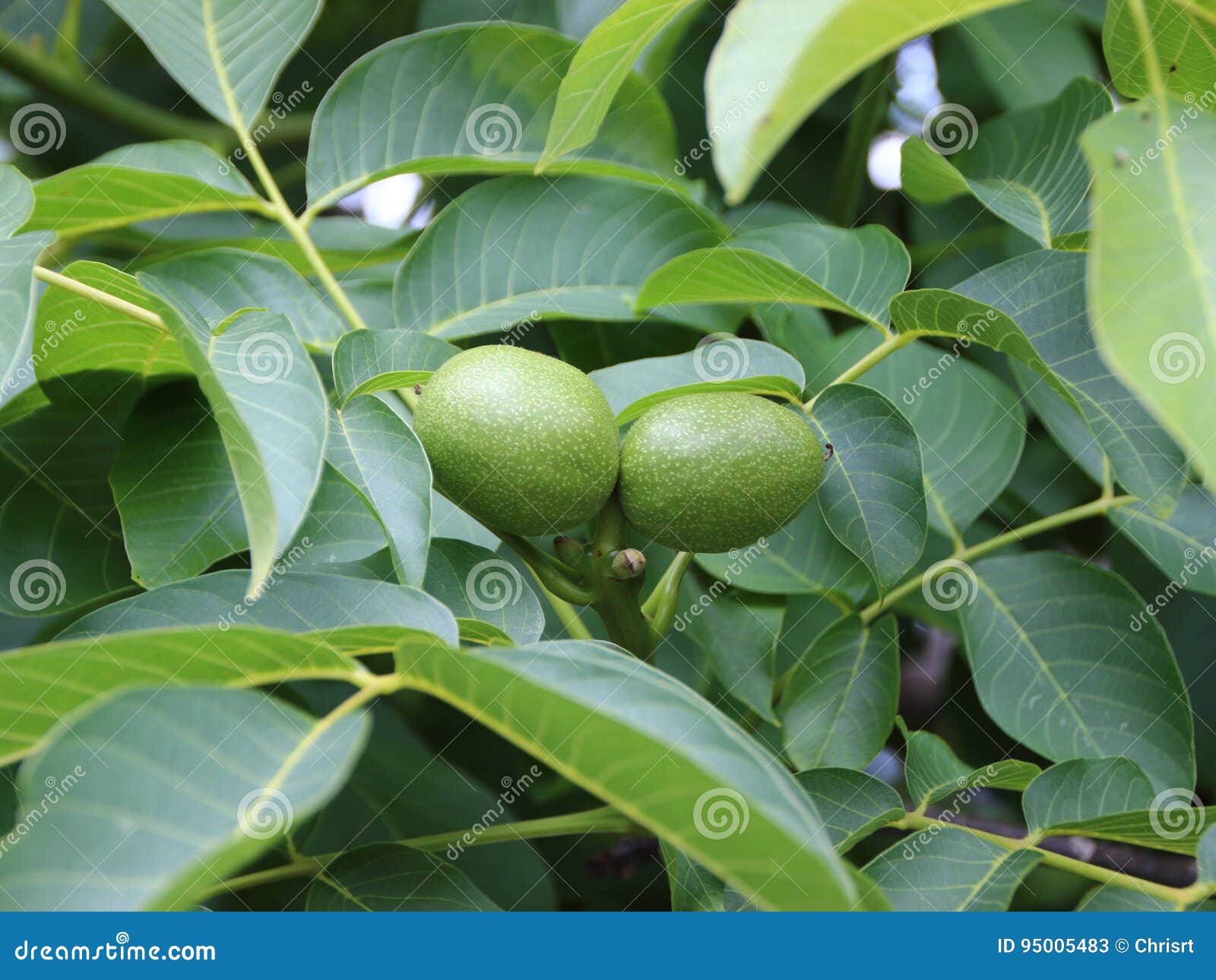 Fresh Green Walnuts on Tree with Background Stock Image - Image of nuts ...