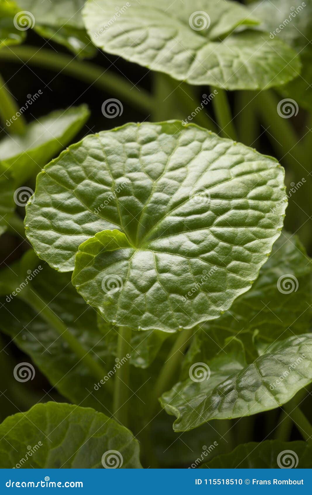 Fresh green wasabi plant stock photo. Image of healthy - 115518510