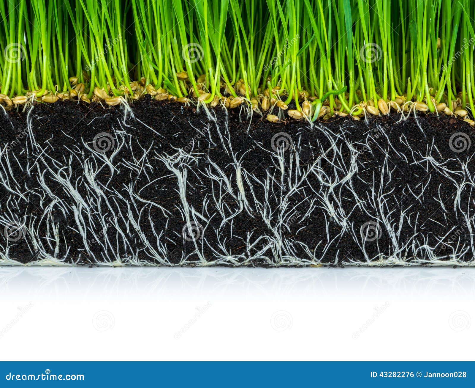 Grass With Roots Royalty-Free Stock Image | CartoonDealer.com #148392532