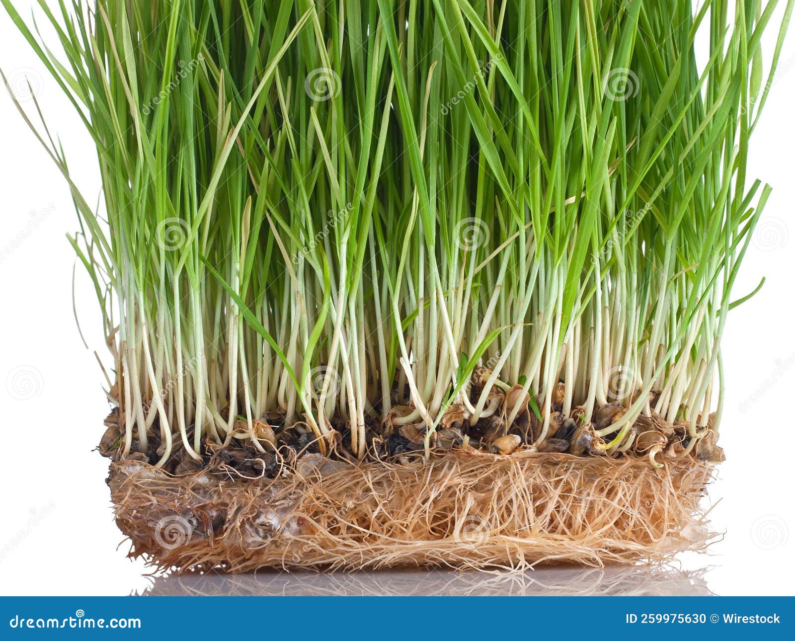 Wheat Sprouts Close-up, Isolated on White Stock Photo - Image of ...