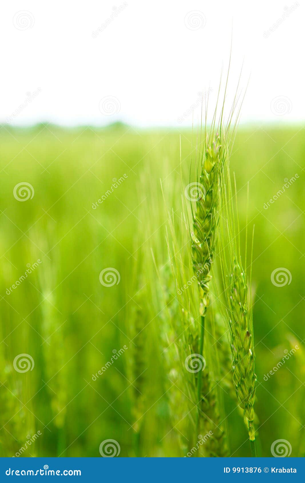 Fresh Green Wheat Plant Field Stock Photo - Image of farmland, crop ...