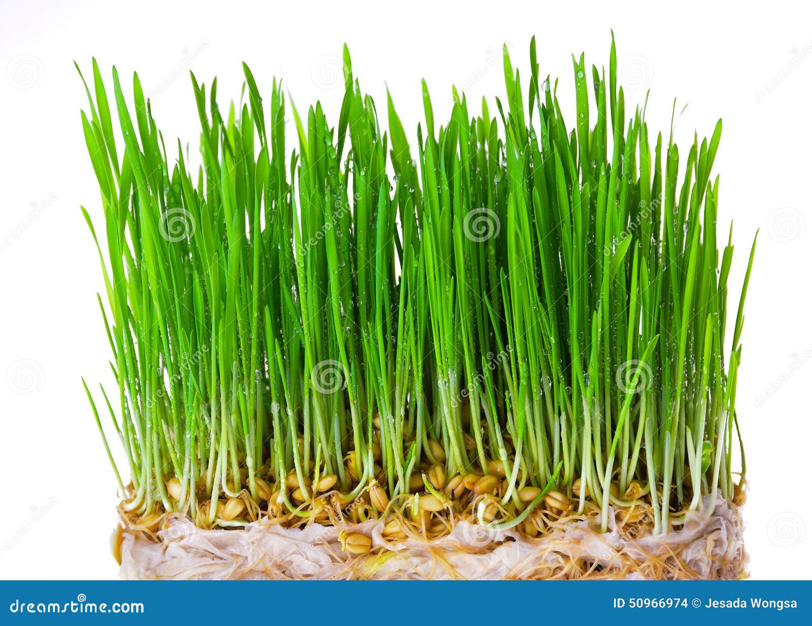 Fresh Green Wheat Seedlings on White Background Stock Photo - Image of ...