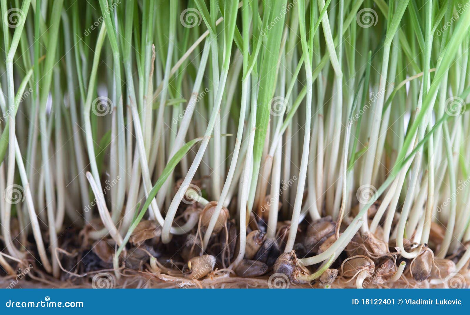Fresh Green Wheat Sprouts Patch Stock Image - Image of elan, field ...