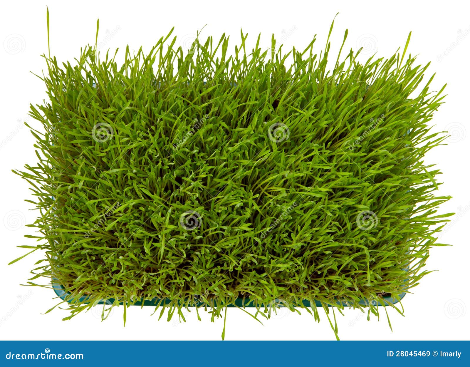 Fresh green wheatgrass stock image. Image of organic - 28045469