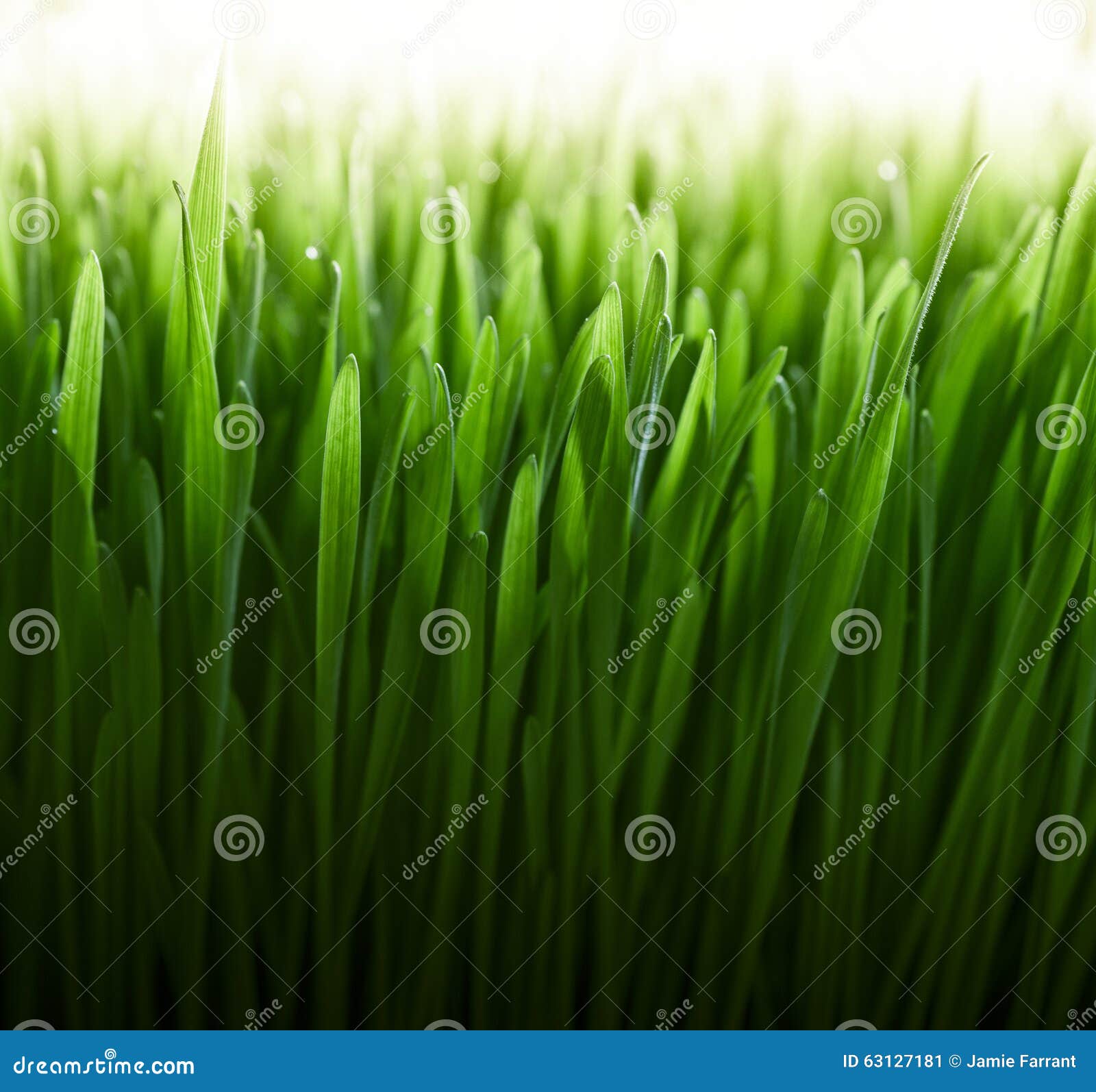 Fresh green wheatgrass stock image. Image of healthy - 63127181
