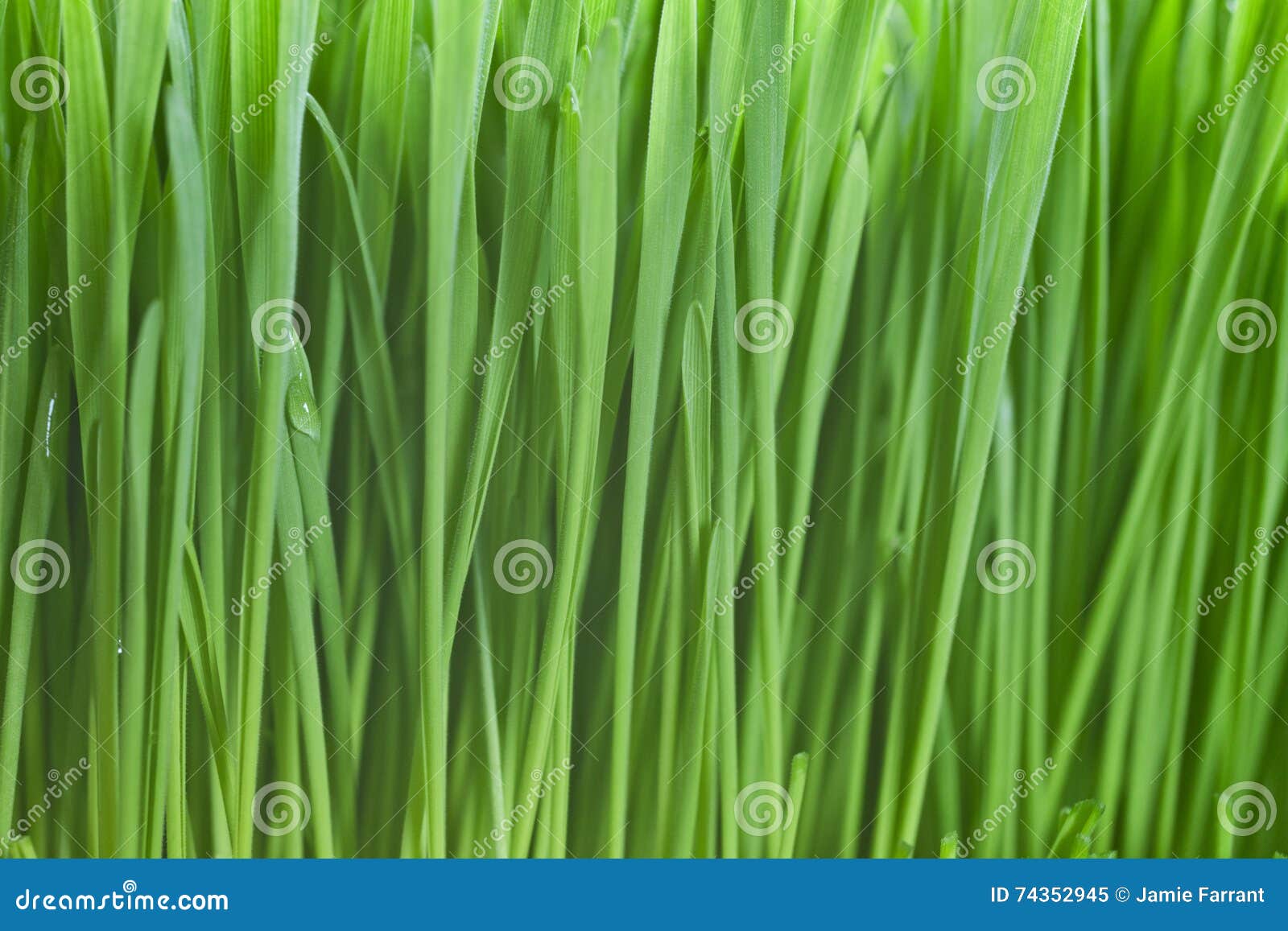 Fresh green wheatgrass stock image. Image of wheatgrass - 74352945