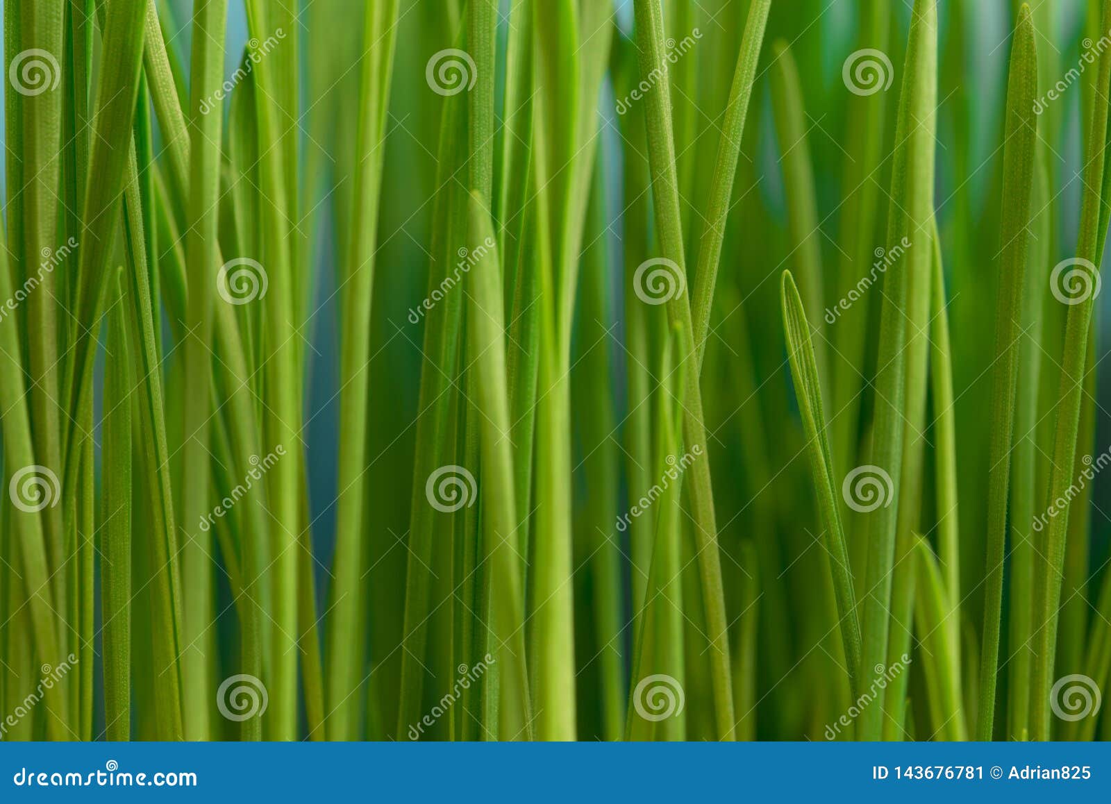 Fresh Green Wheatgrass Texture, Natural Background Stock Image - Image ...