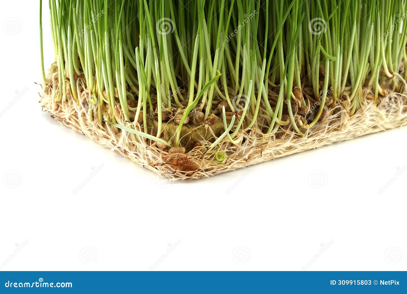 Fresh Green Wheatgrass with Visible Roots Stock Image - Image of grass ...