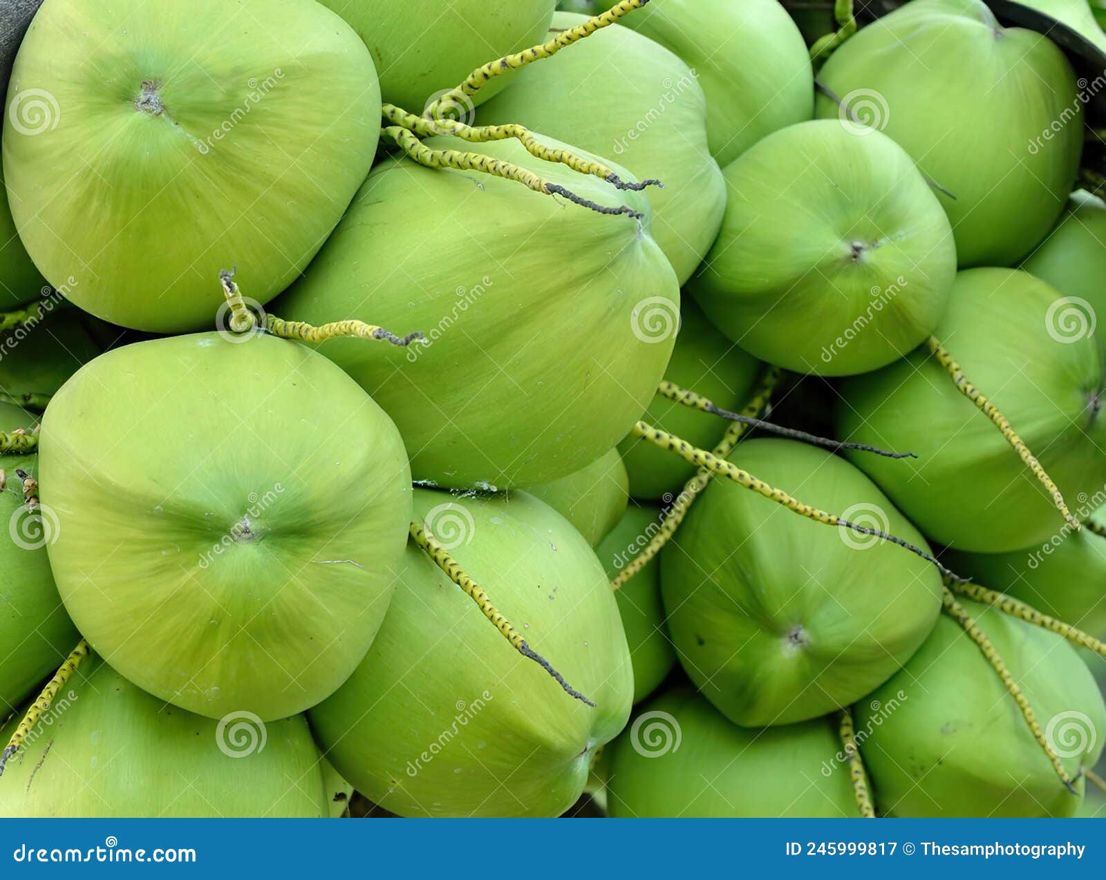 Tender coconuts stock image. Image of fresh, organic - 245999817