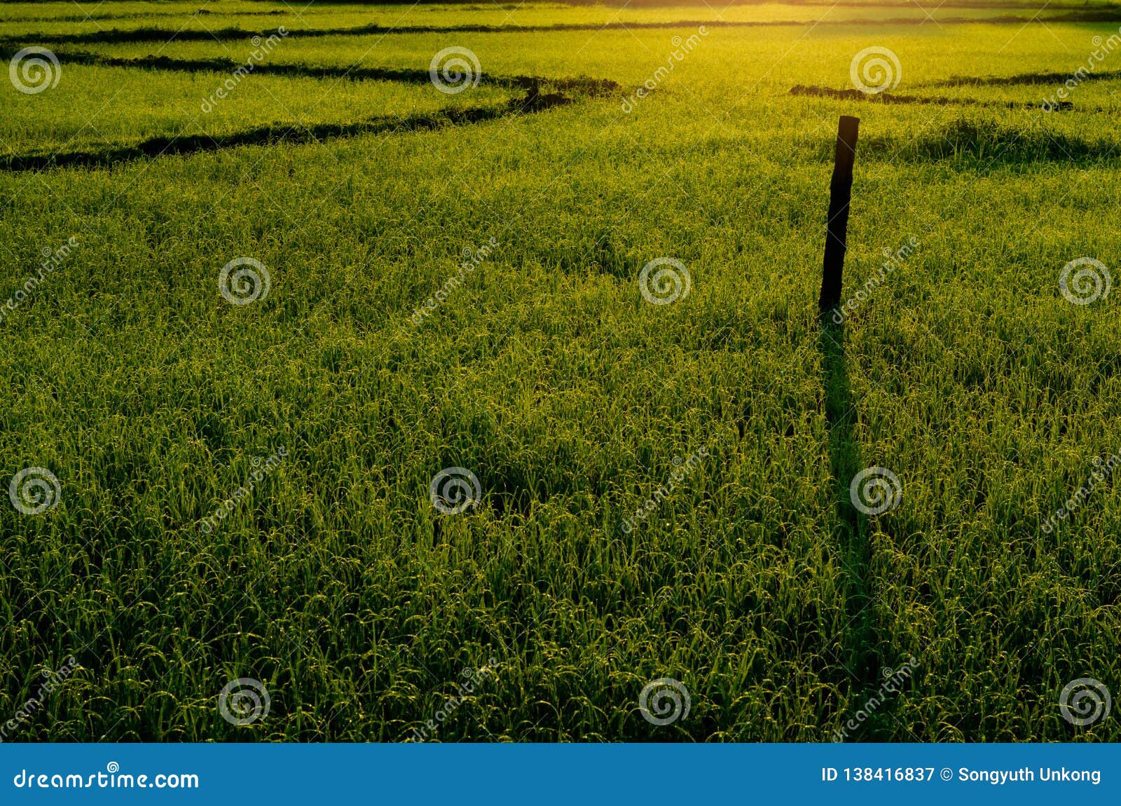 Fresh Green Young Rice Tree in the Field. Stock Image - Image of filed ...