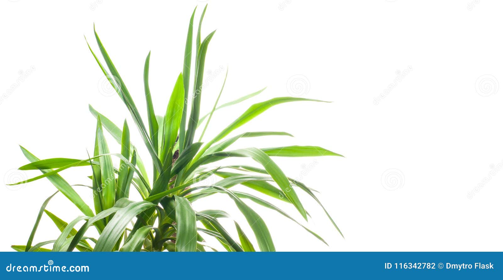 Fresh Yucca Plant on a White Background Stock Photo - Image of nature ...
