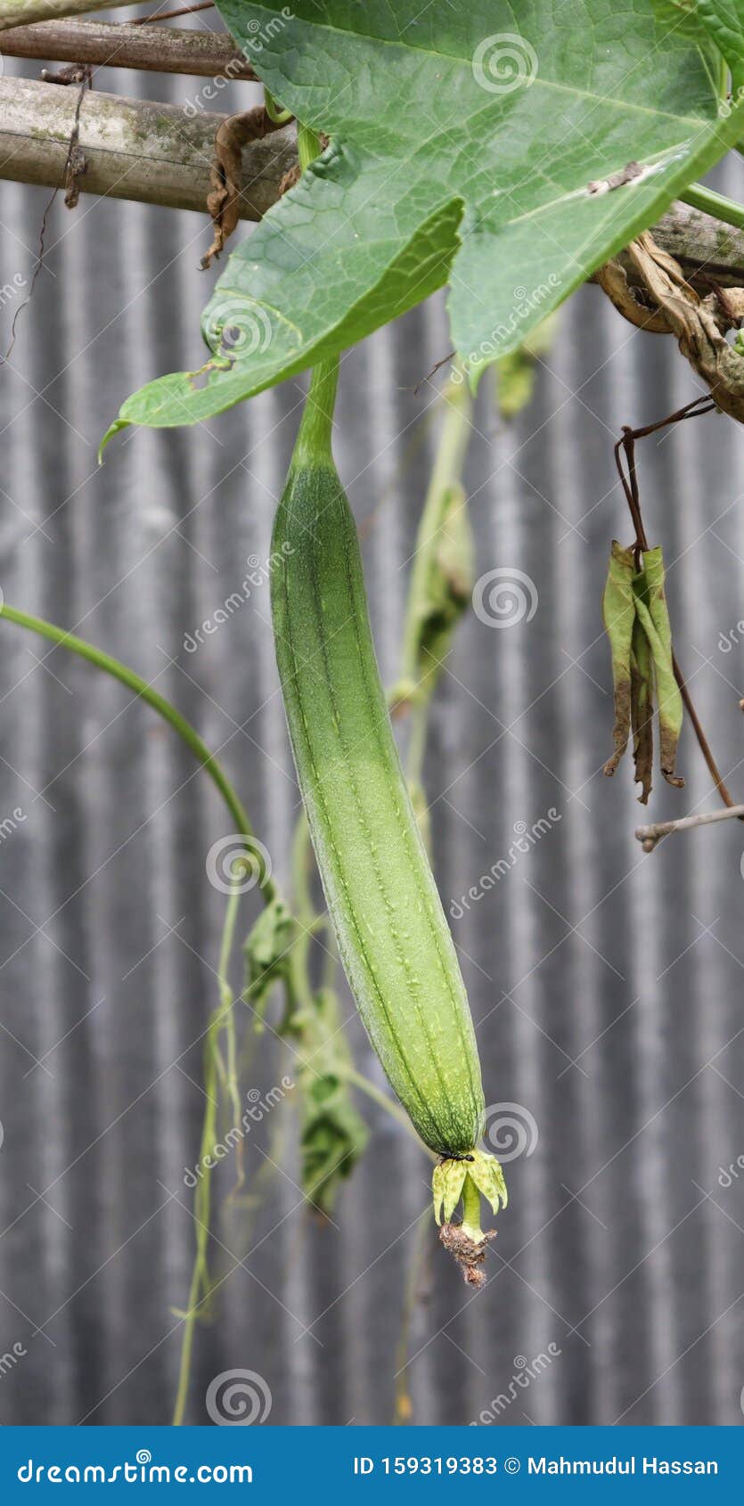 Fresh Green Zucchini on the Tree. Fresh Vegetables Stock Image - Image ...