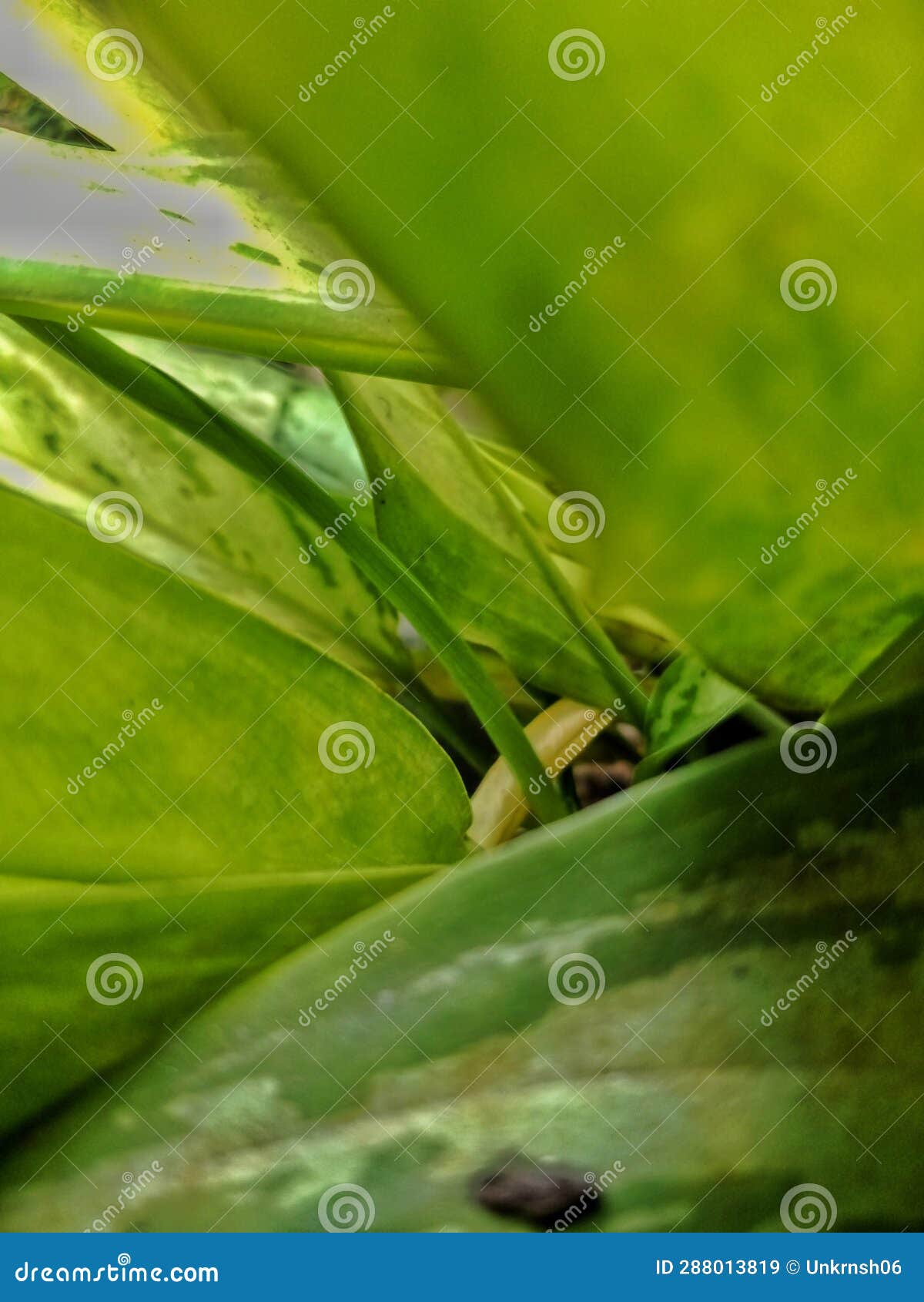 Fresh Greenery and Soothing To the Eye Stock Image - Image of soothing ...