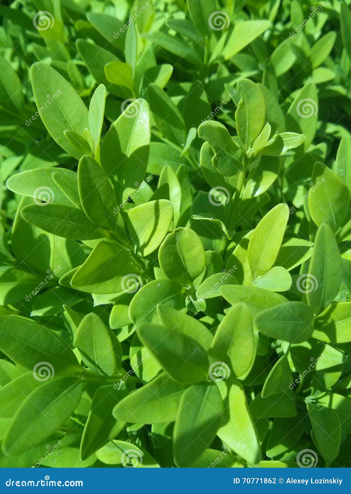 Fresh greenery texture stock photo. Image of green, fresh - 70771862
