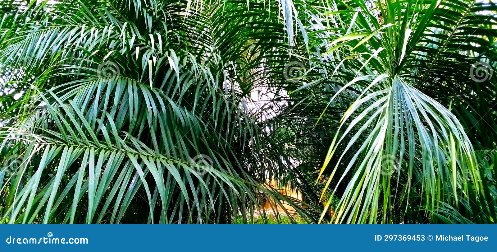 Fresh greeny palm leaves stock image. Image of fronds - 297369453