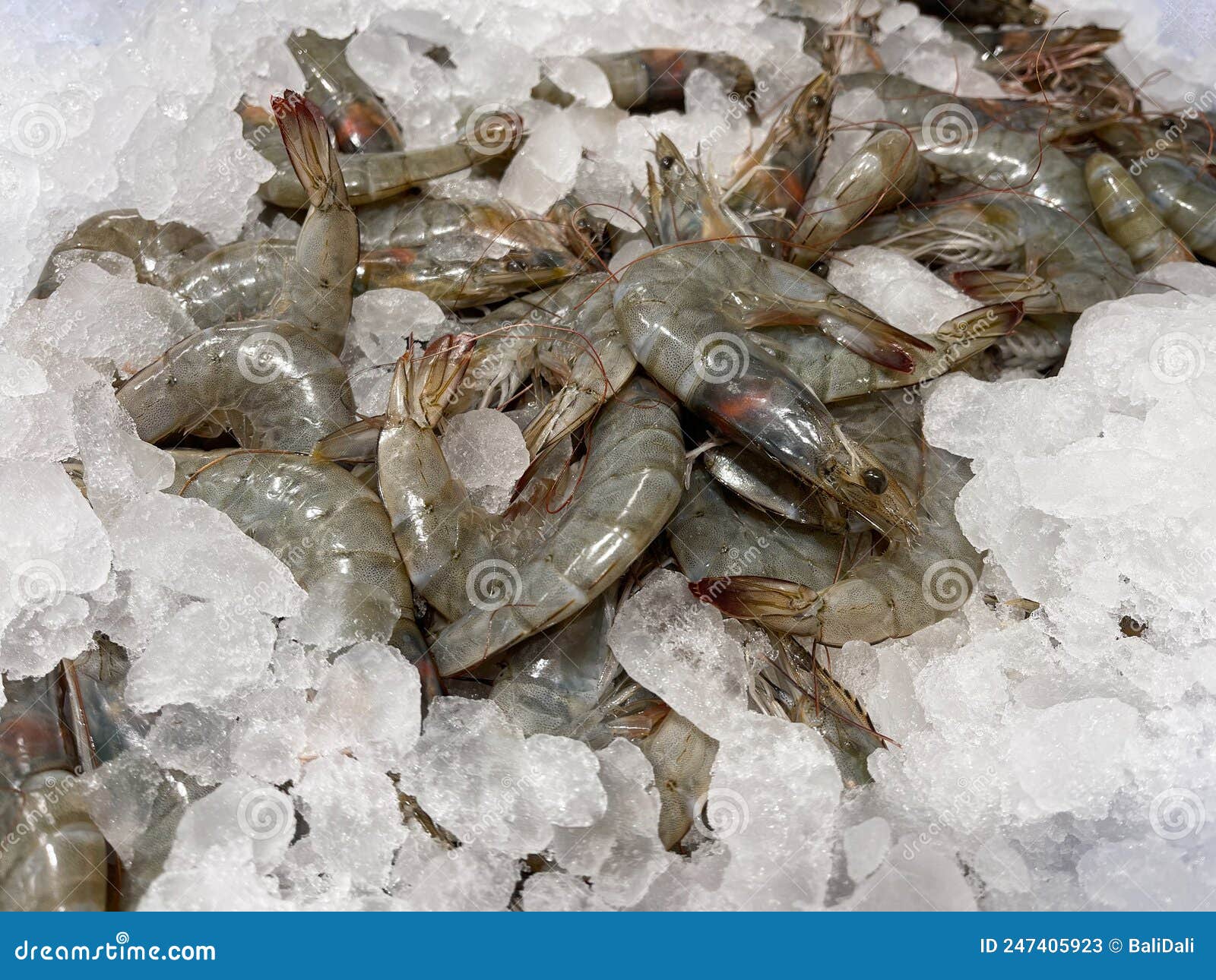 Fresh Grey Prawns on Ice in a Market. Closeup. Stock Image - Image of ...