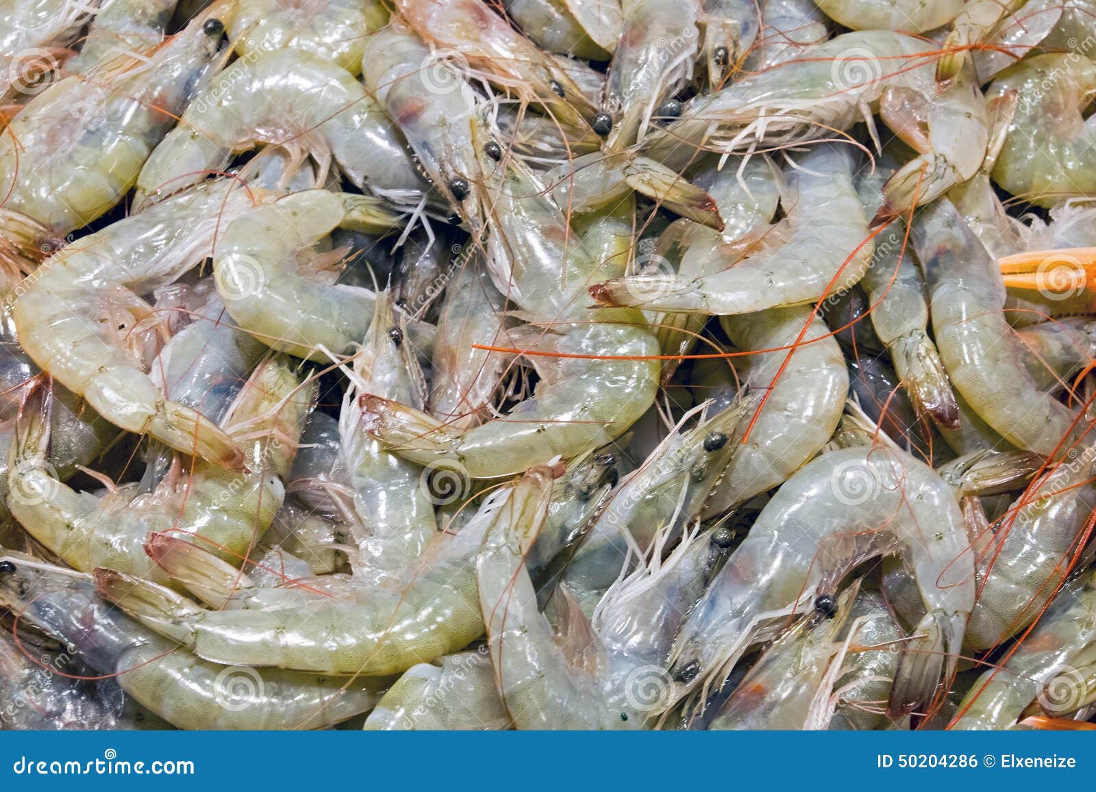 Fresh grey prawns for sale stock photo. Image of grey - 50204286