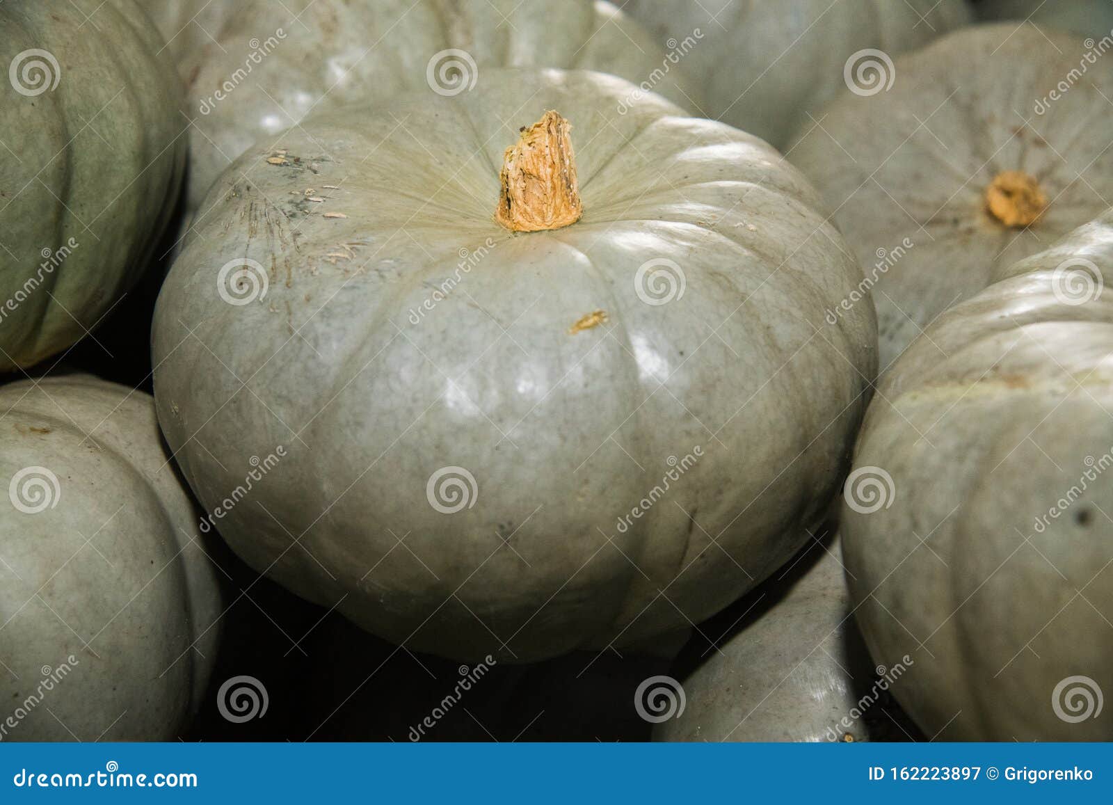 Fresh Grey Pumpkins As a Background Stock Image - Image of season ...